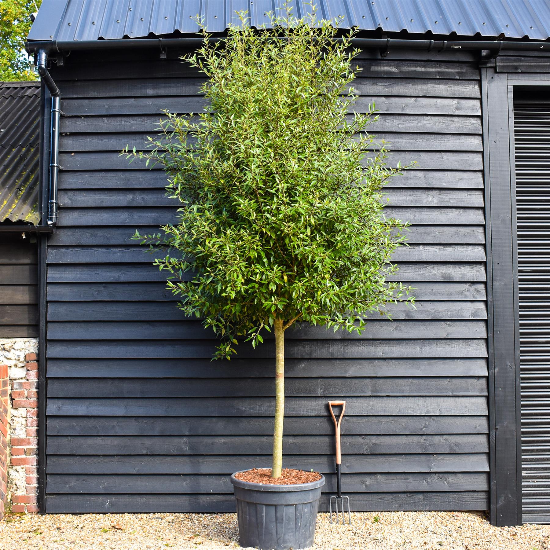Hoheria sexstylosa Snow White | Ribbonwood - Clear Stem - Well establi ...