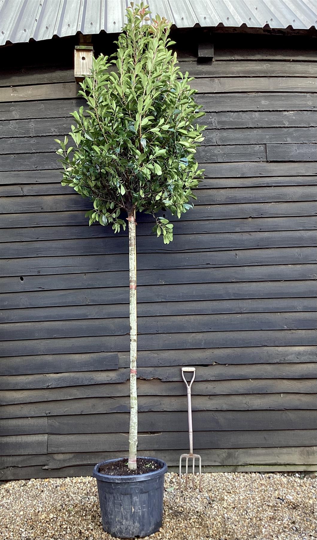 Photinia Red Robin | Christmas berry - Standard screening tree - Girth ...