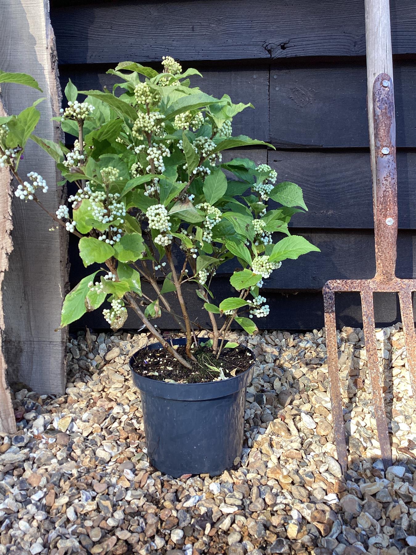 Callicarpa bodinieri 'Snowstar' | White Beauty Berry - 60-70cm, 10lt ...