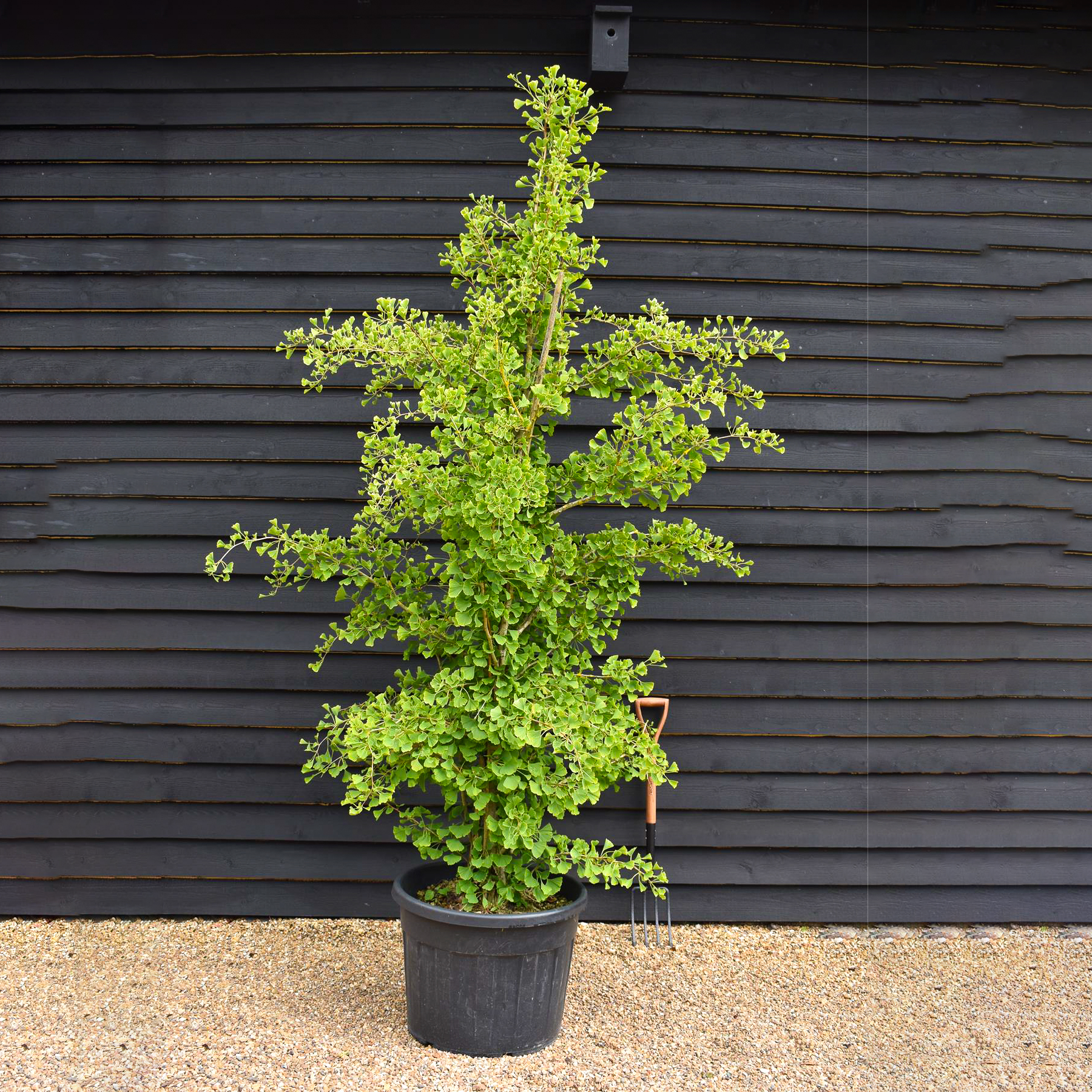 Ginkgo biloba 'Pyramidalis' | Maidenhair Tree - 250-300cm, 90lt ...