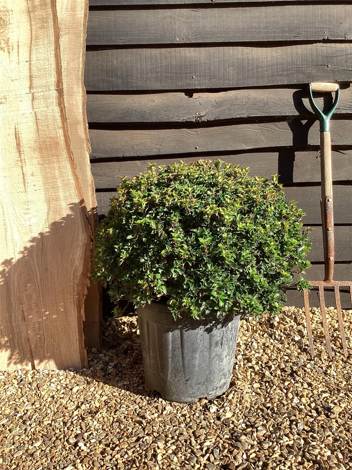 Ilex Little Rascal Holly - 70-80cm, 25lt – Arundel Arboretum