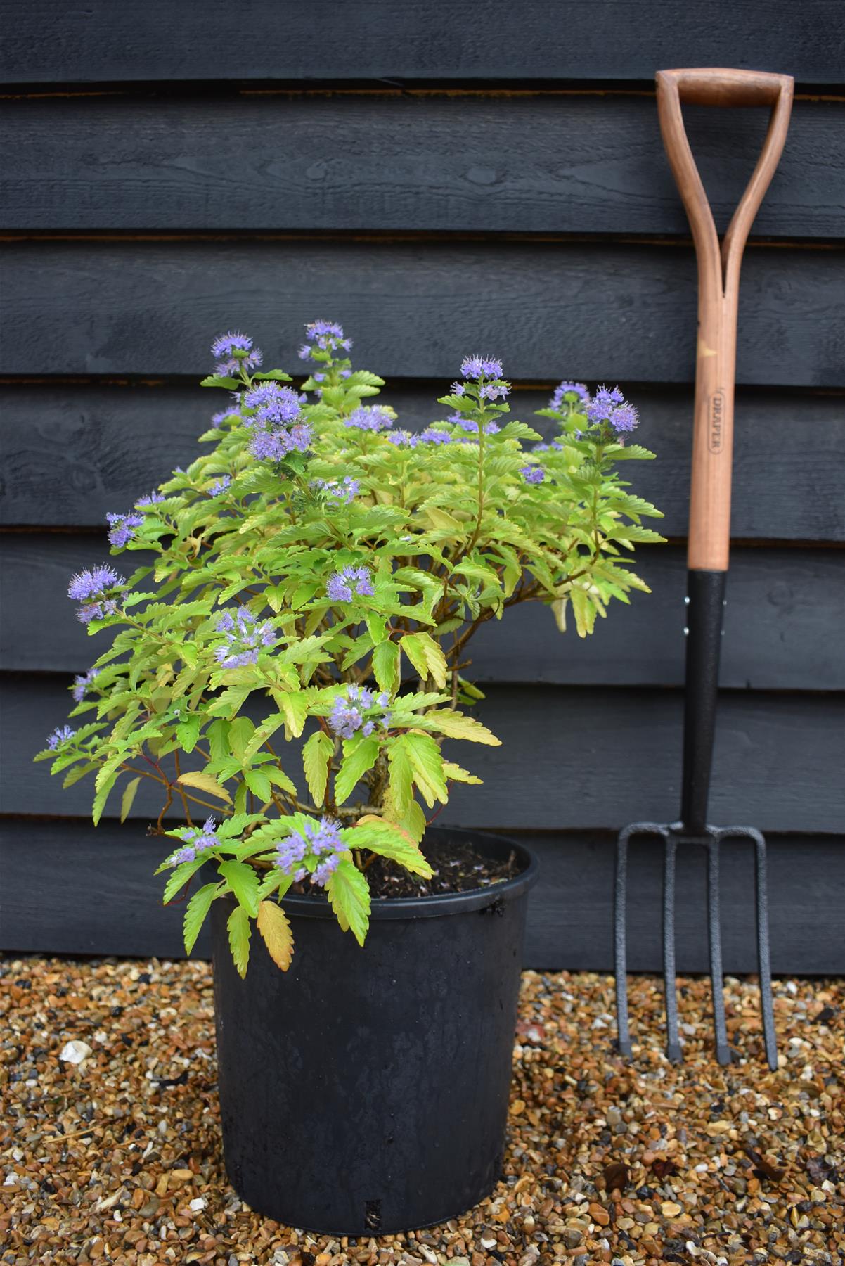 Caryopteris Hint of Gold 'Lisaura' - 30-60cm, 10lt – Arundel Arboretum