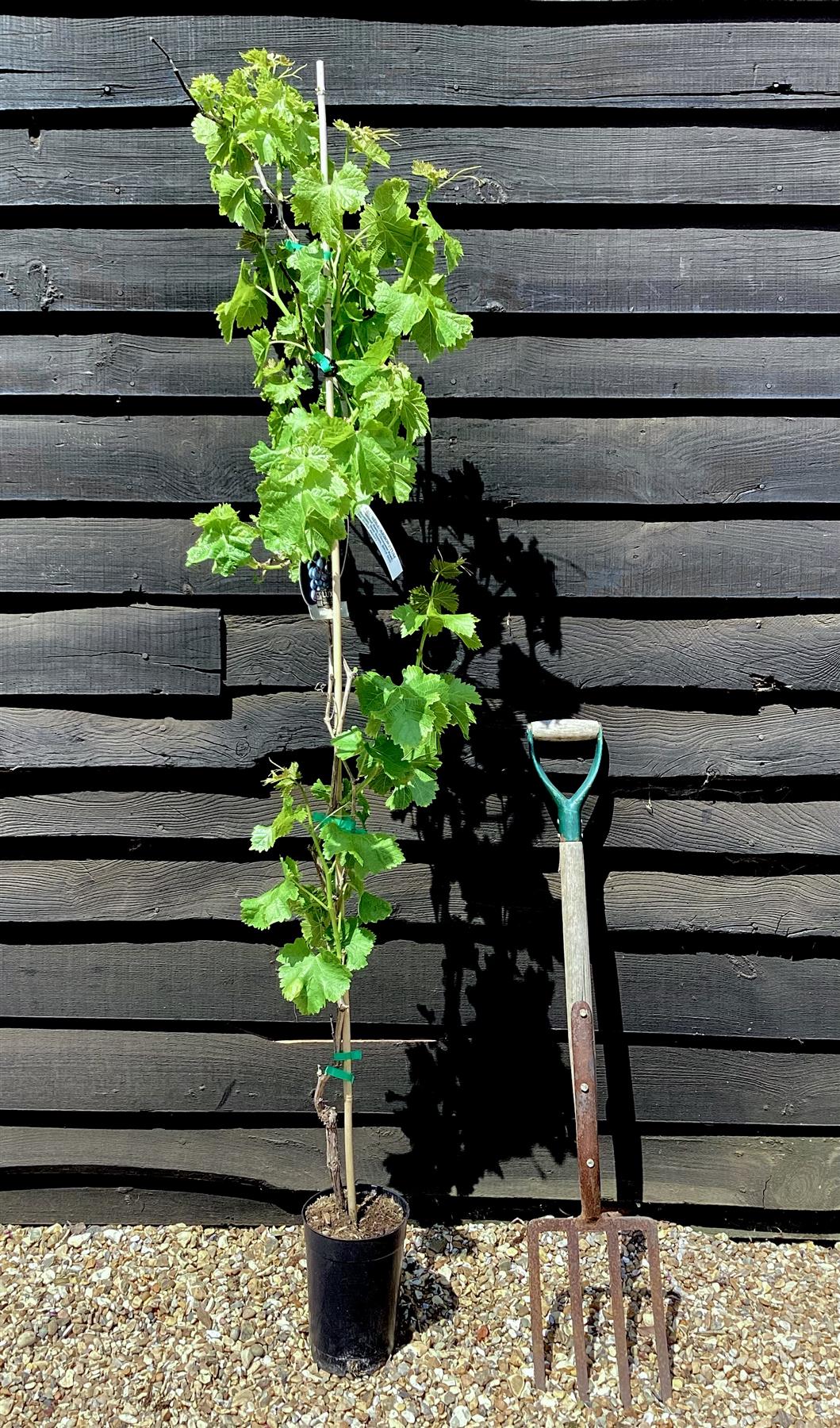 Grape Vine | Vitis Vinifera 'Superior' - Cane - 5lt – Arundel Arboretum