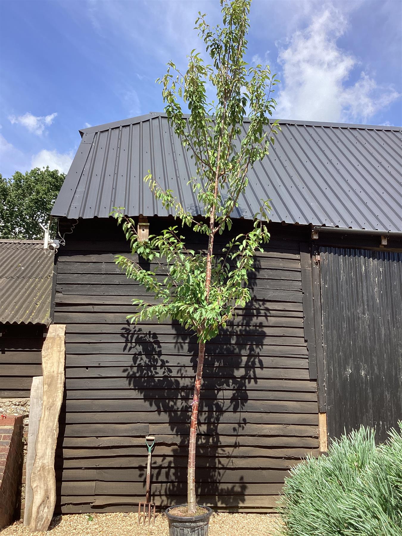 Prunus Avium | Wild Cherry Tree Girth 16cm - 375cm, 130lt – Arundel ...