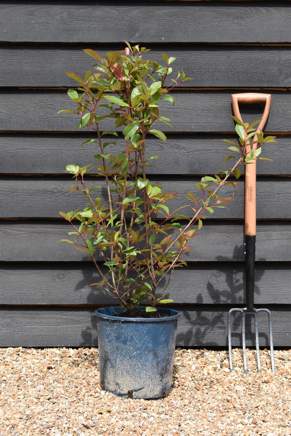 Photinia Red Robin - Compacta - Bush - Shrub - Height 90-120cm - 10lt ...
