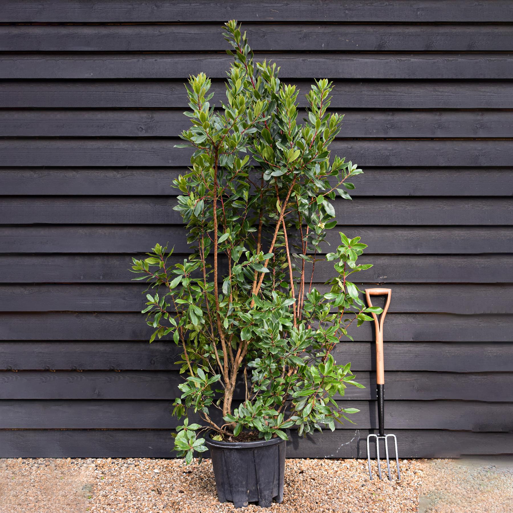 Arbutus unedo | Strawberry Tree - Multistem - Bushy - 150-170cm - 30-3 ...