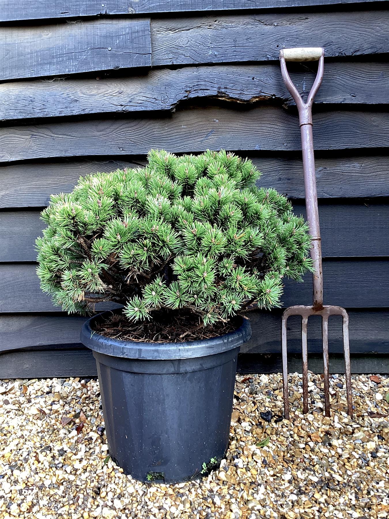 Pinus Mugo 'Mops' | Dwarf mountain pine - 70cm - 25lt – Arundel Arboretum
