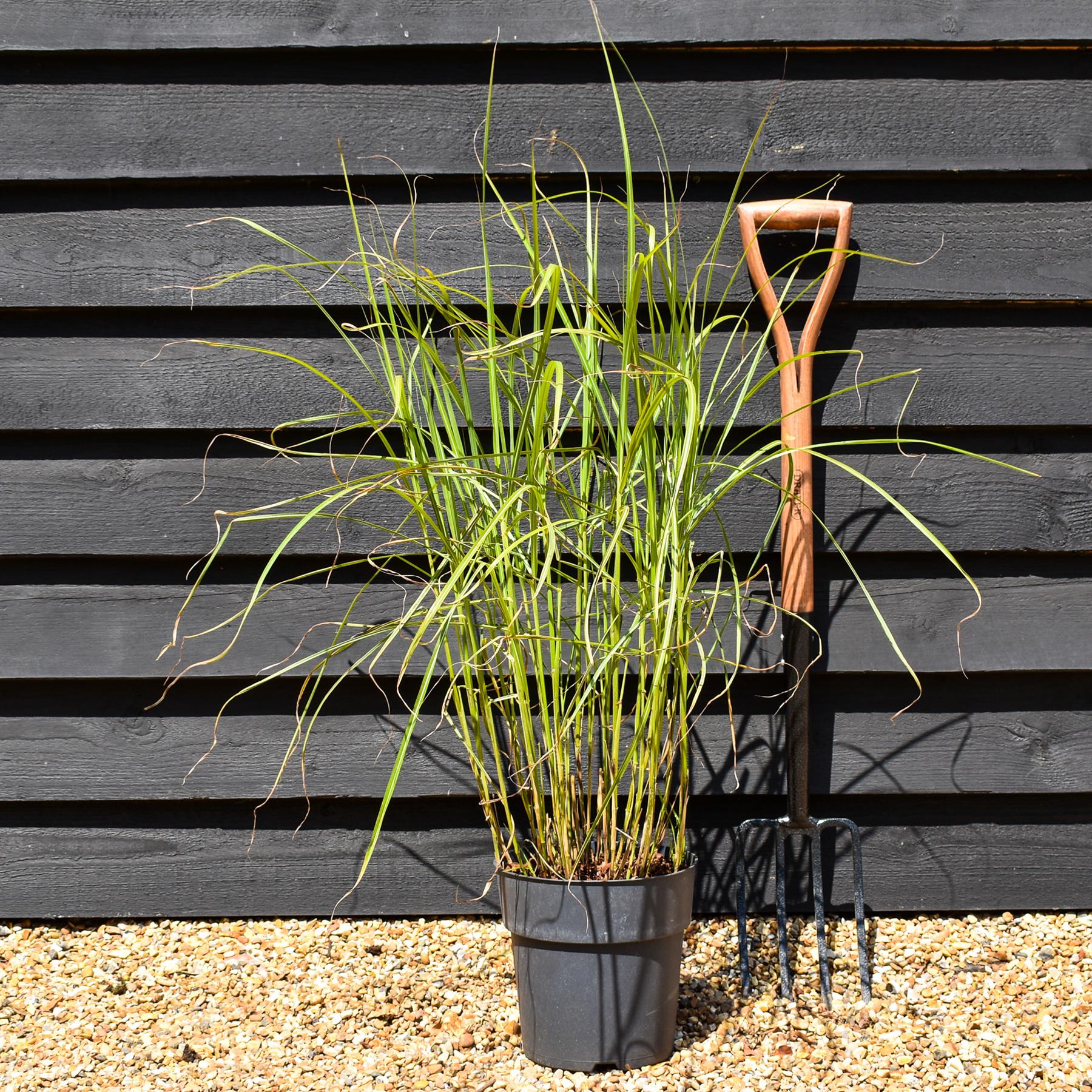 Miscanthus sinensis 'Pink Cloud' - Grass - Herbaceous Perennial - Heig ...