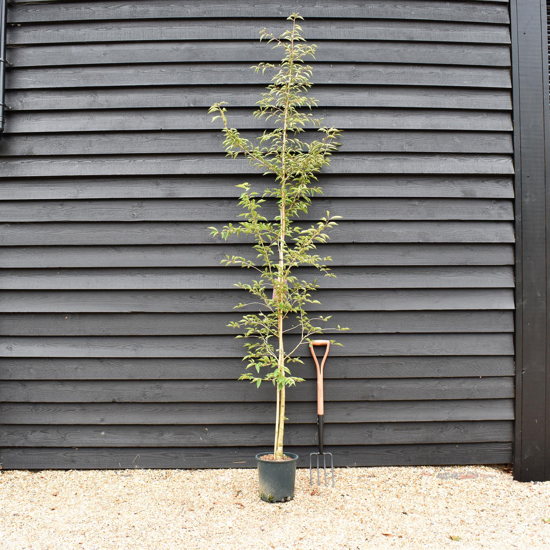 Prunus 'The Bride' | Cherry 'The Bride' - Tree - Height 150-180cm - 10 ...