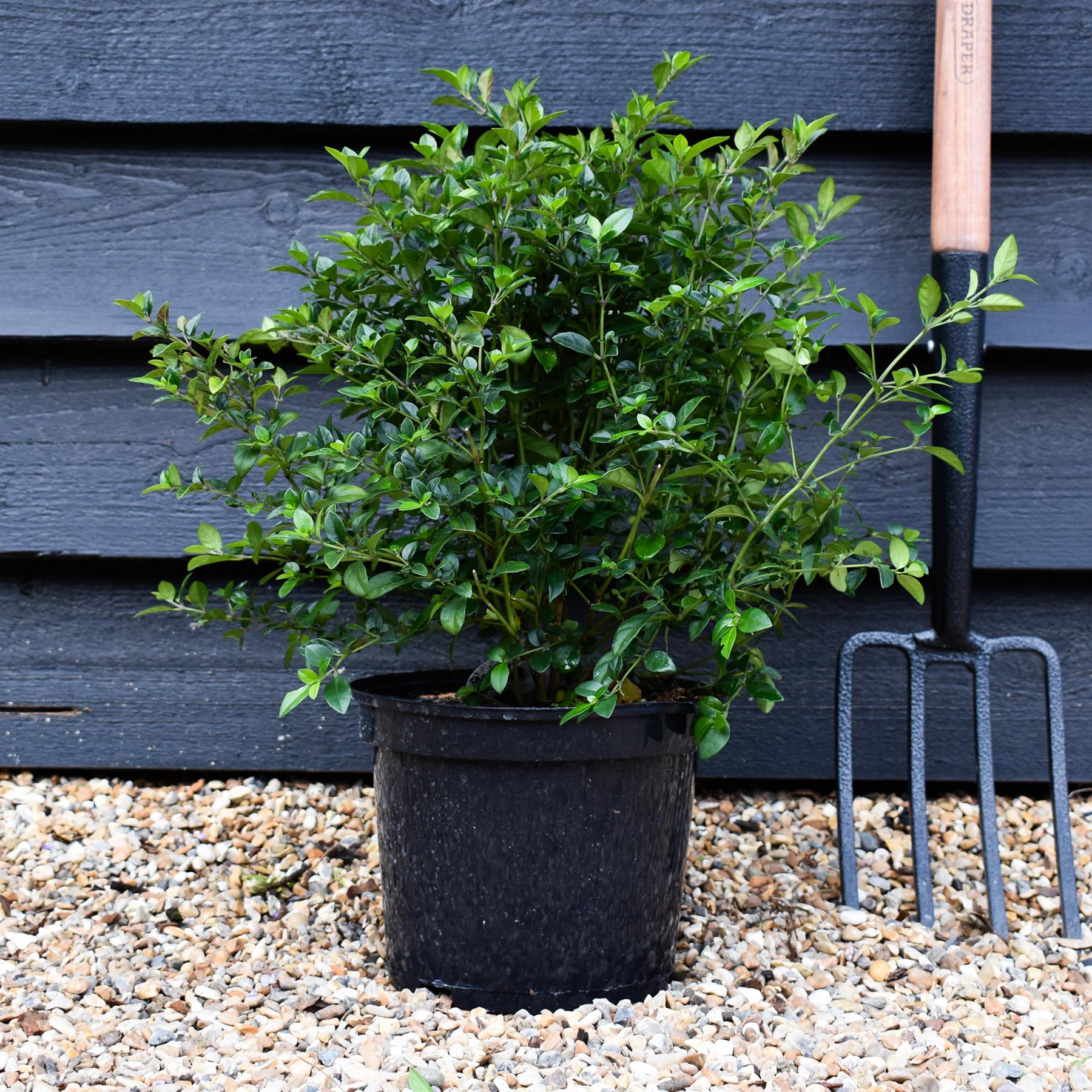 Jacobinia pauciflora - Height 40-50cm - Shrub - 5lt – Arundel Arboretum