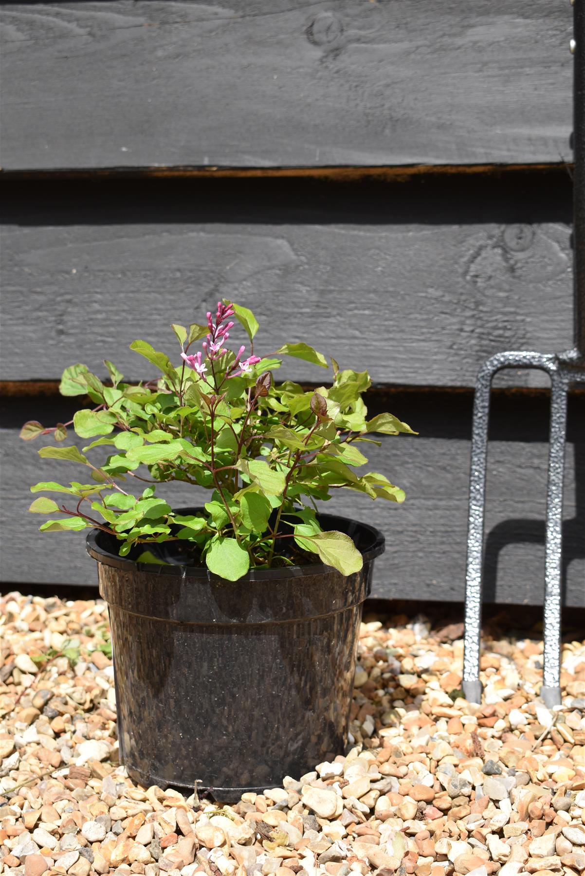 Syringa Red Pixie - 10-15cm - 3lt – Arundel Arboretum