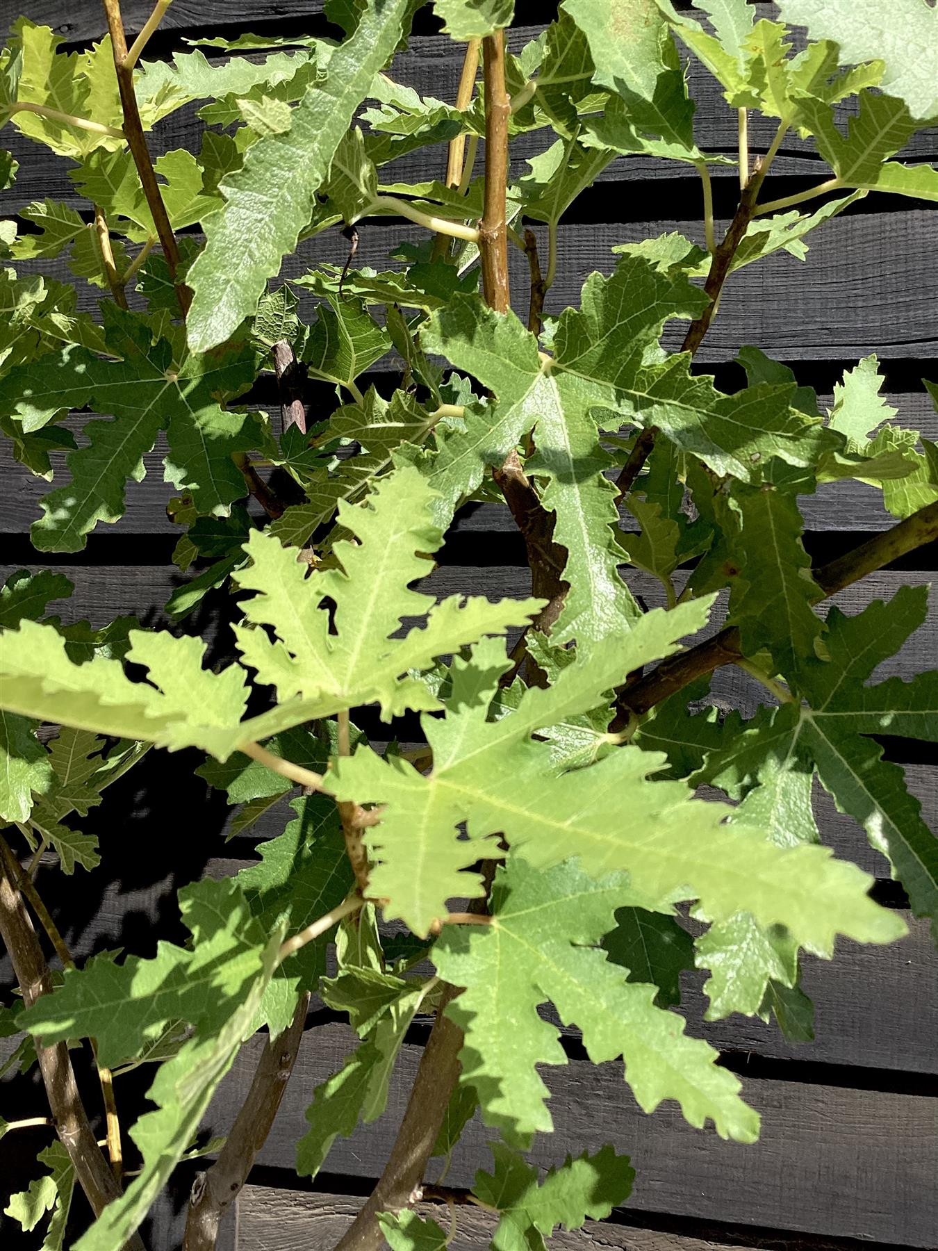 Fig | Ficus carica 'Ice Crystal' - Girth 10-12cm - 120-140cm - 15lt ...
