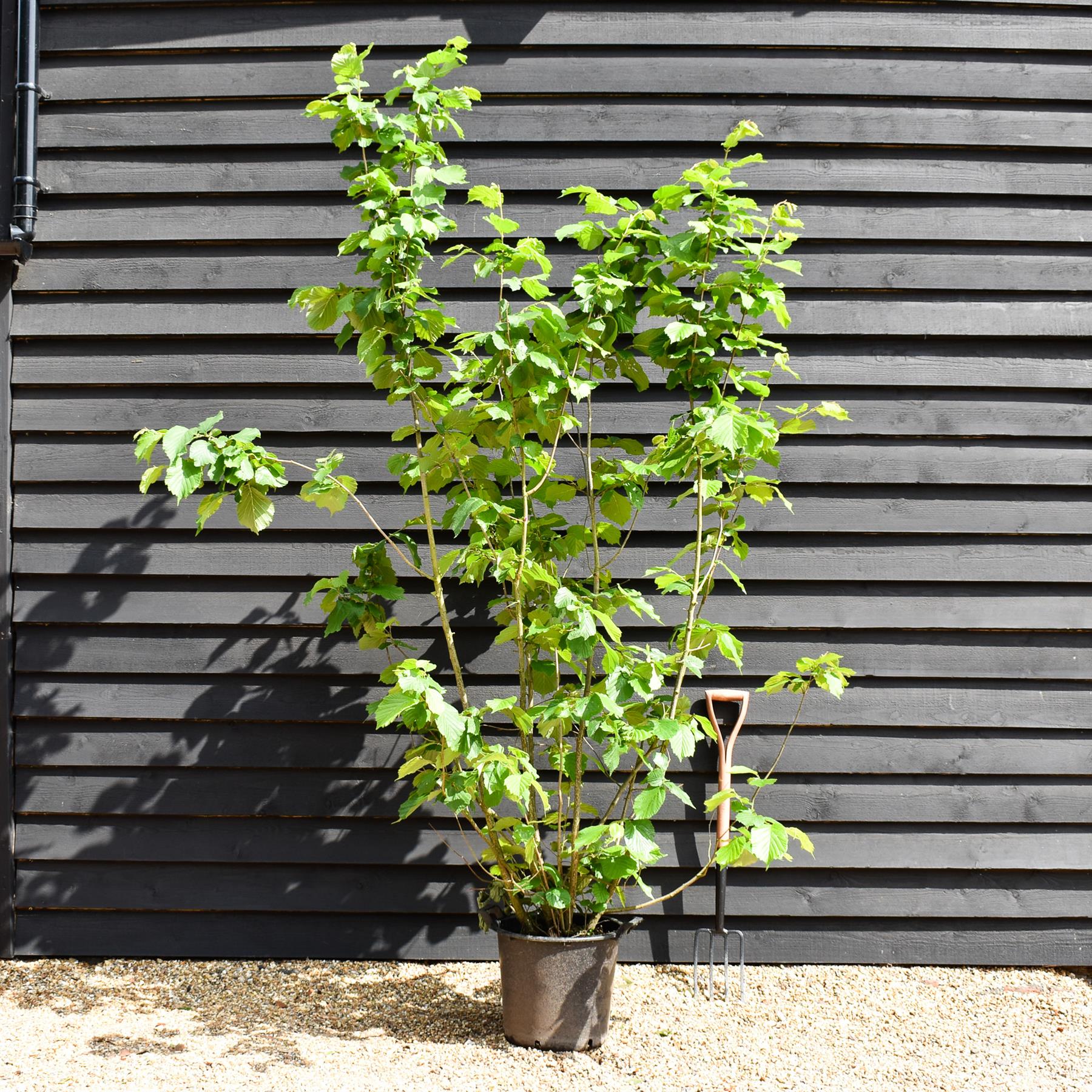 Corylus avellana 'Hazel' - MultiStem - Height 200-250cm - 30lt ...