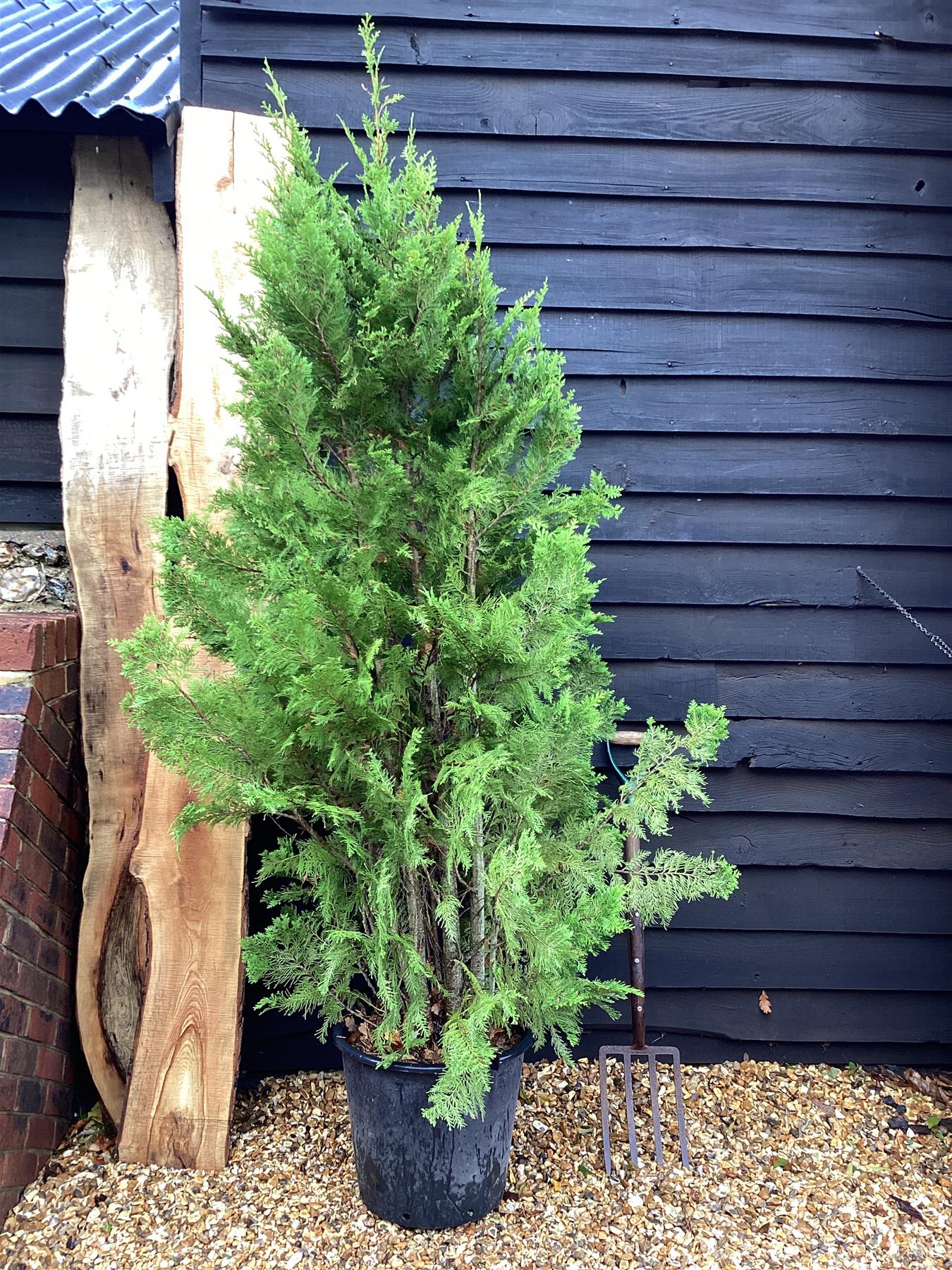 Chamaecyparis lawsoniana Erecta Viridis - 280/310cm, 30lt – Arundel ...