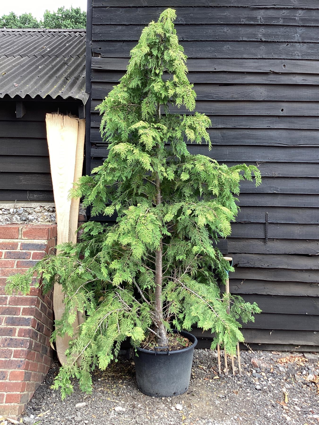 Chamaecyparis Lawsoniana Erecta Viridis - 280/310cm, 80lt – Arundel ...
