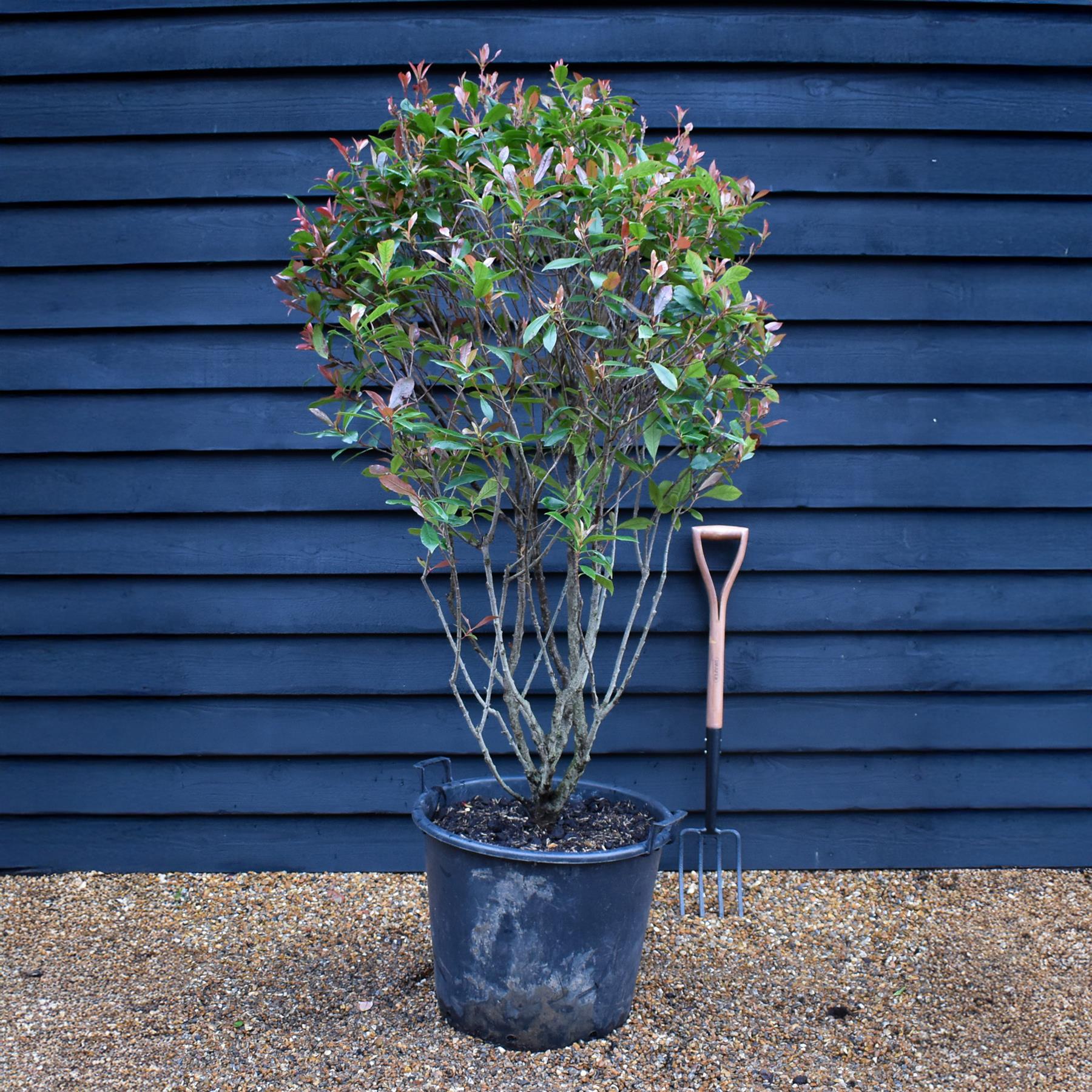 Photinia x fraseri Red Robin Compacta - Multistem - Height 180cm - 90l ...