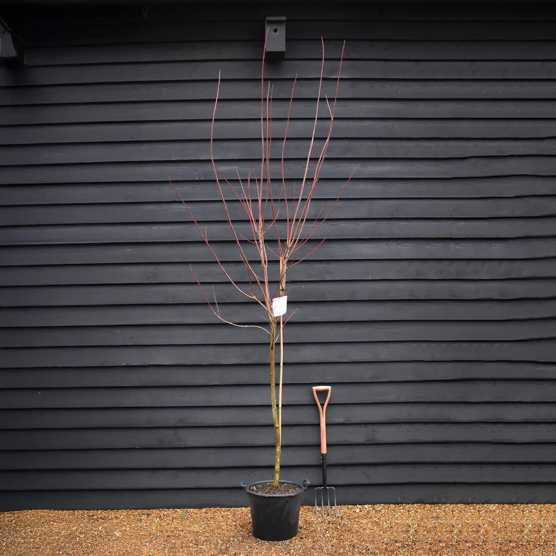 Acer Rubrum Redpointe Maple | Redpointe Red Maple 1/2 std Clear Stem ...