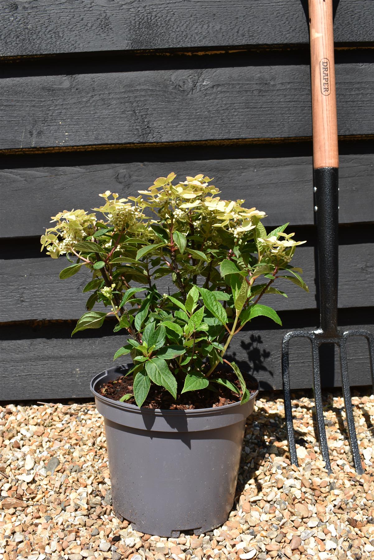 Hydrangea paniculata 'Polestar' - 30-40cm - 5lt – Arundel Arboretum