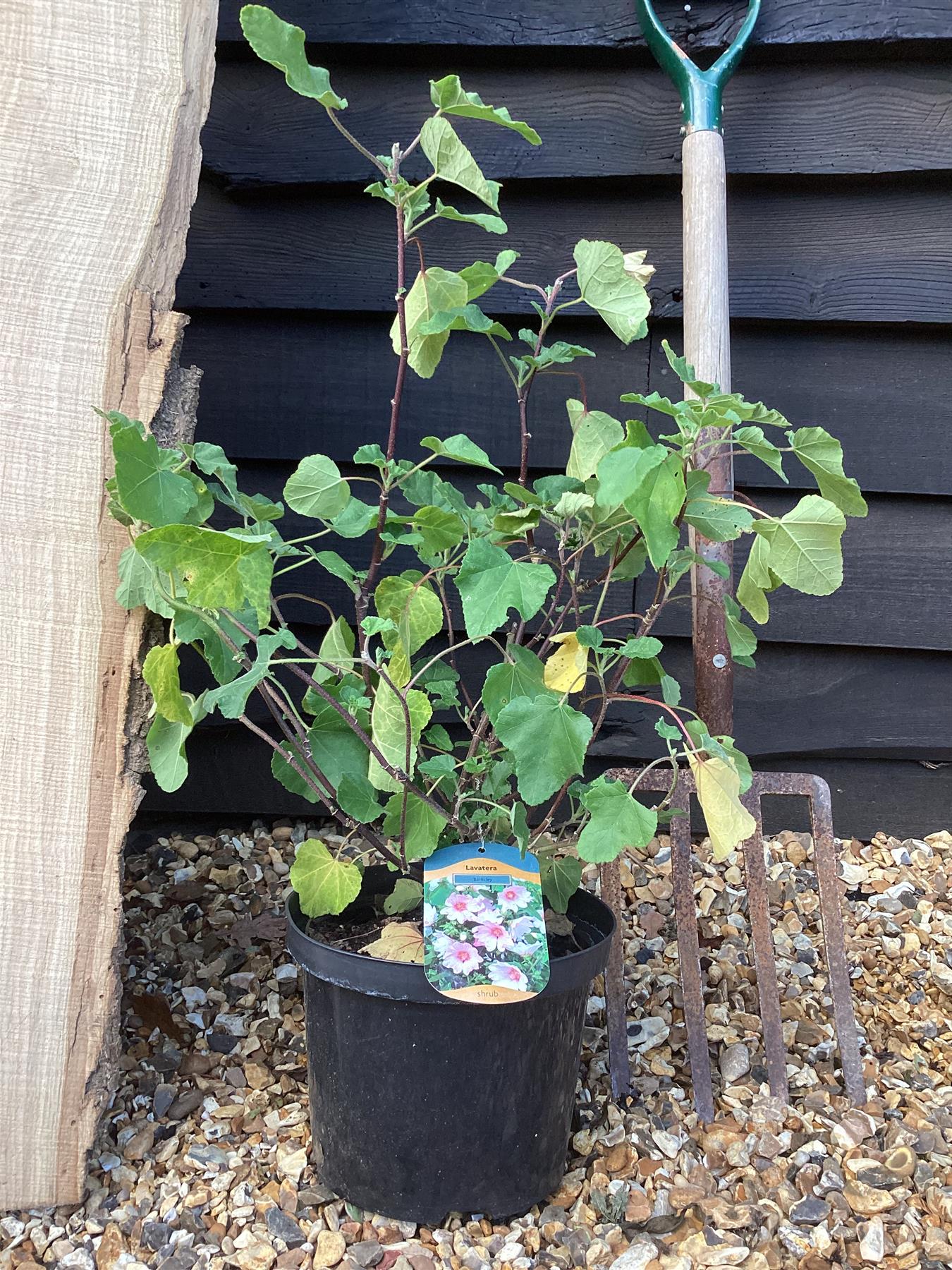 Lavatera 'Barnsley' Tree Mallow - 10-30cm, 2lt – Arundel Arboretum