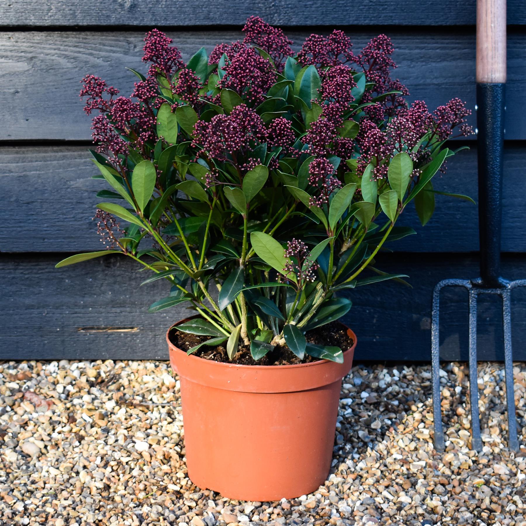 Skimmia japonica | Japanese skimmia - 'Rubella' Height 30-40cm - 5lt ...