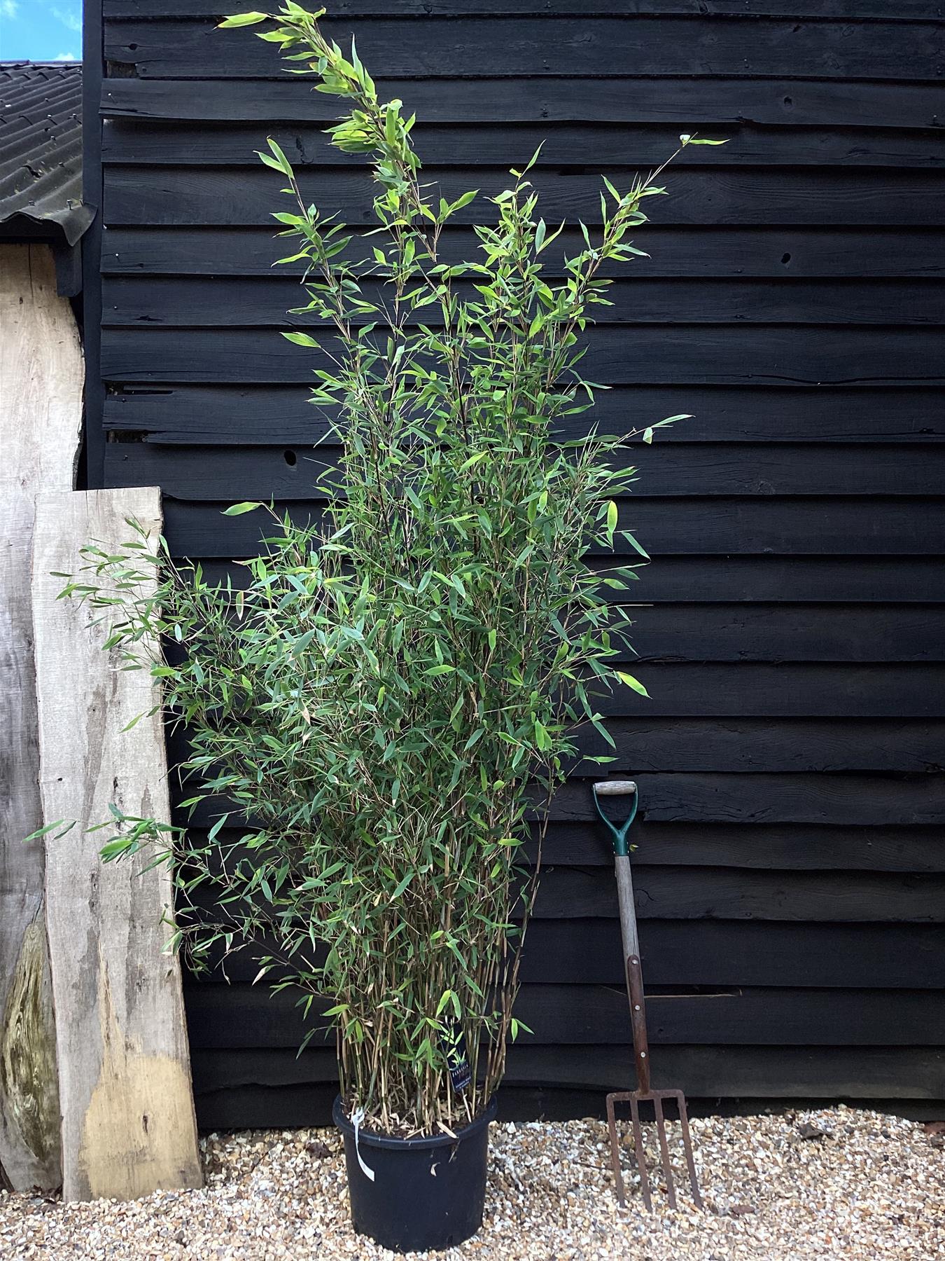 Fargesia ‘Viking' | Viking Bamboo - 170-190cm - 25lt – Arundel Arboretum