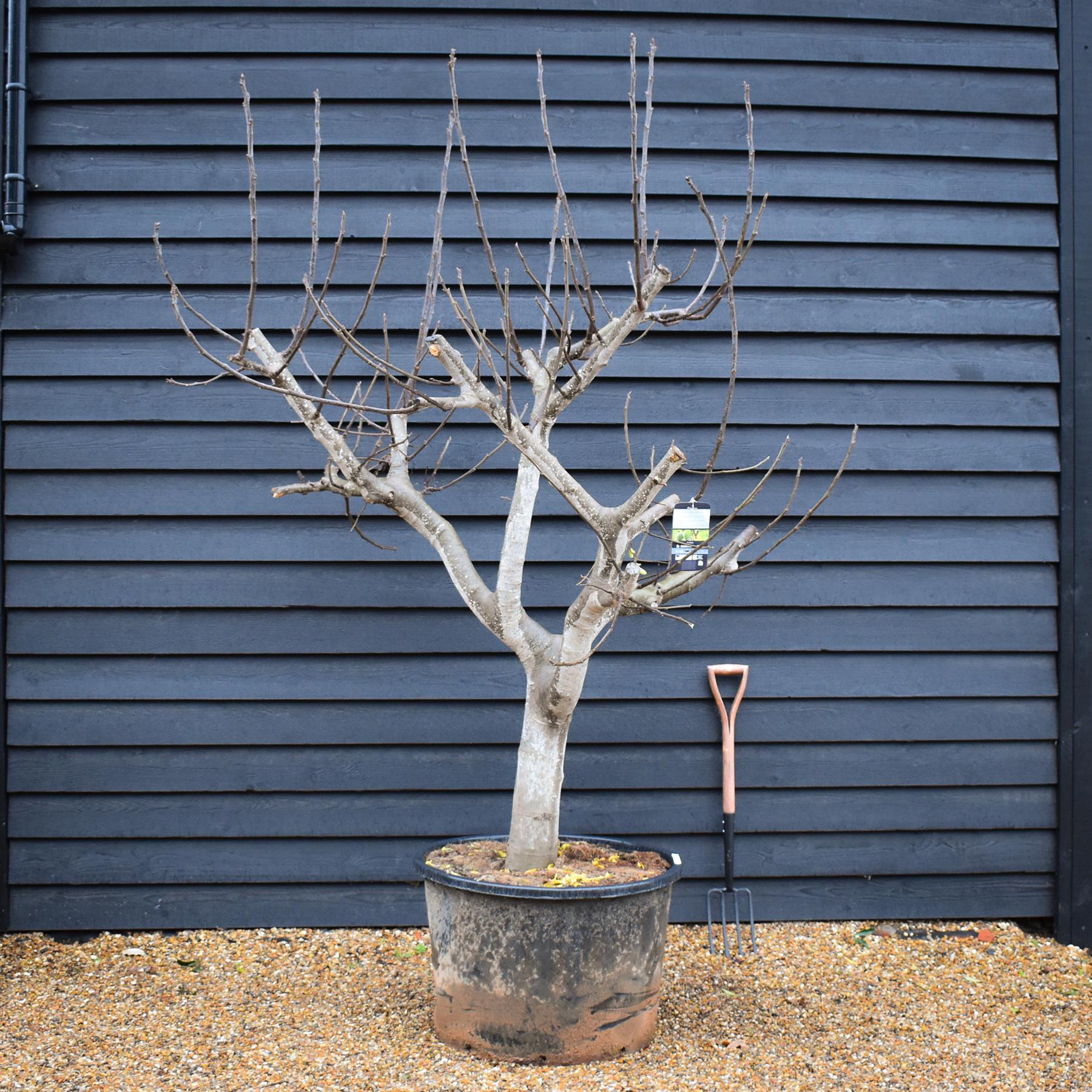 Fig - Ficus carica Specimen Tree 1A - Clear Stem 40cm - Girth 38-40cm ...