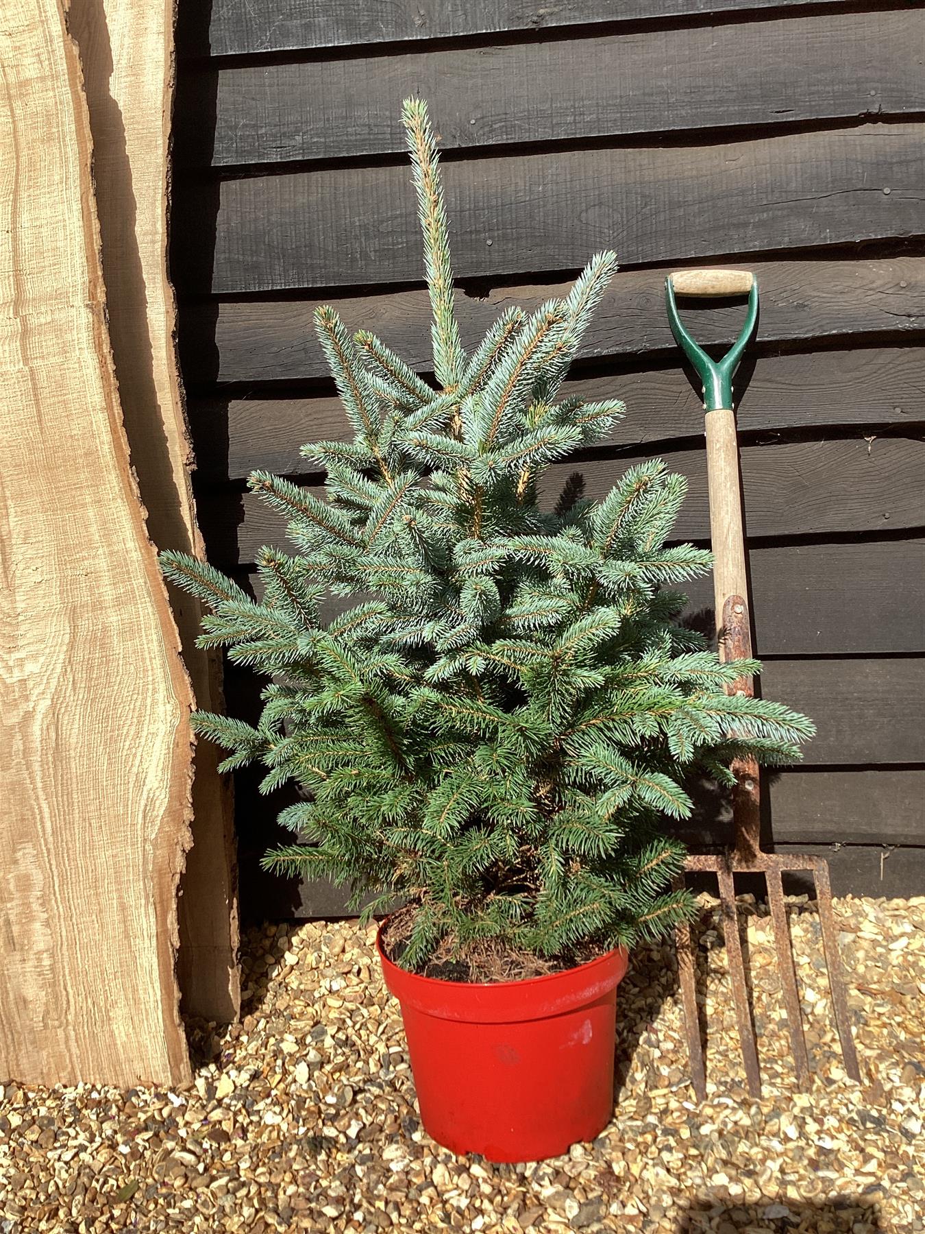 Picea pungens 'Super Blue' | Colorado spruce - 90-100cm, 15lt – Arundel ...