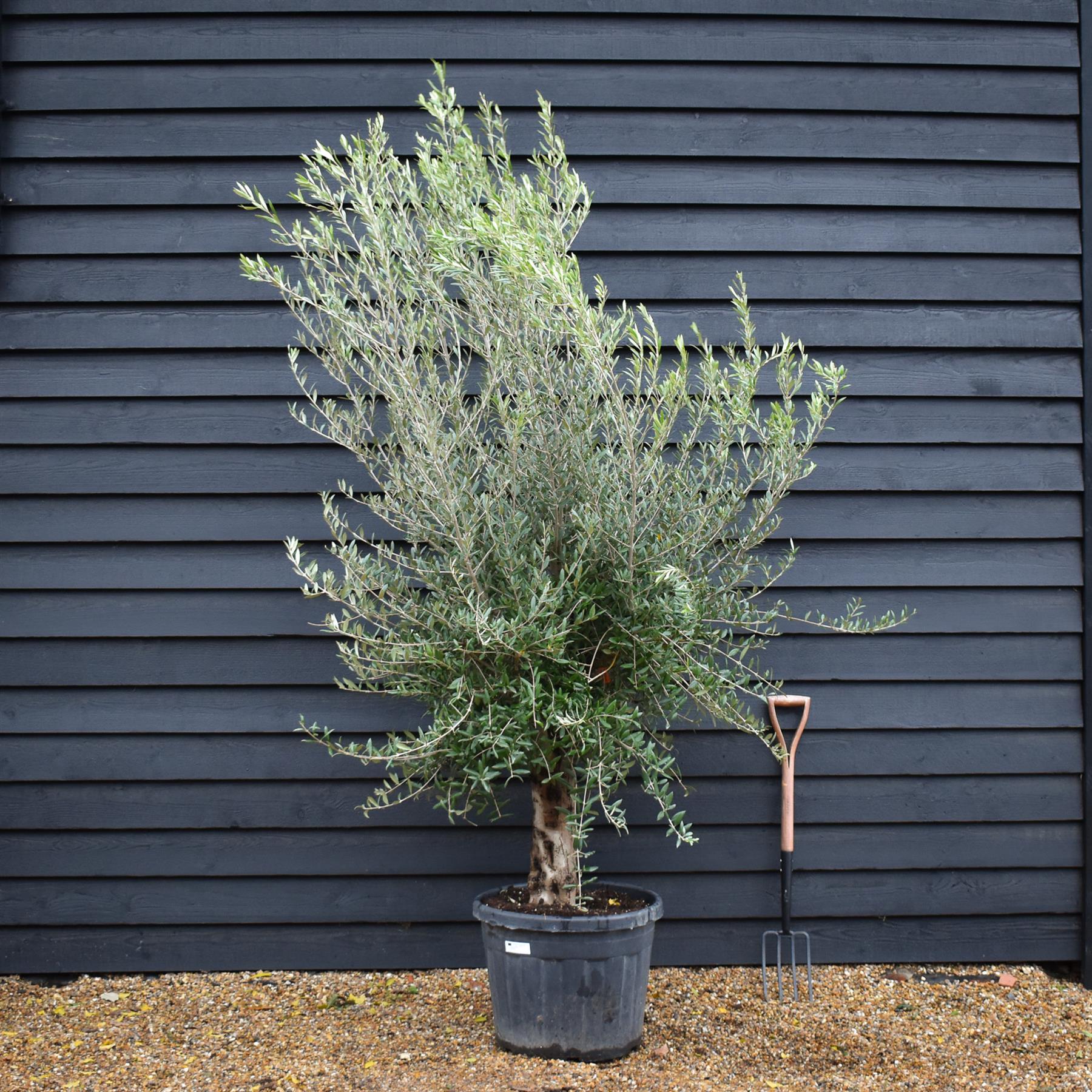 Olive Tree | Olea Europea Specimen 27A - Trunk Height 80cm - Height 22 ...