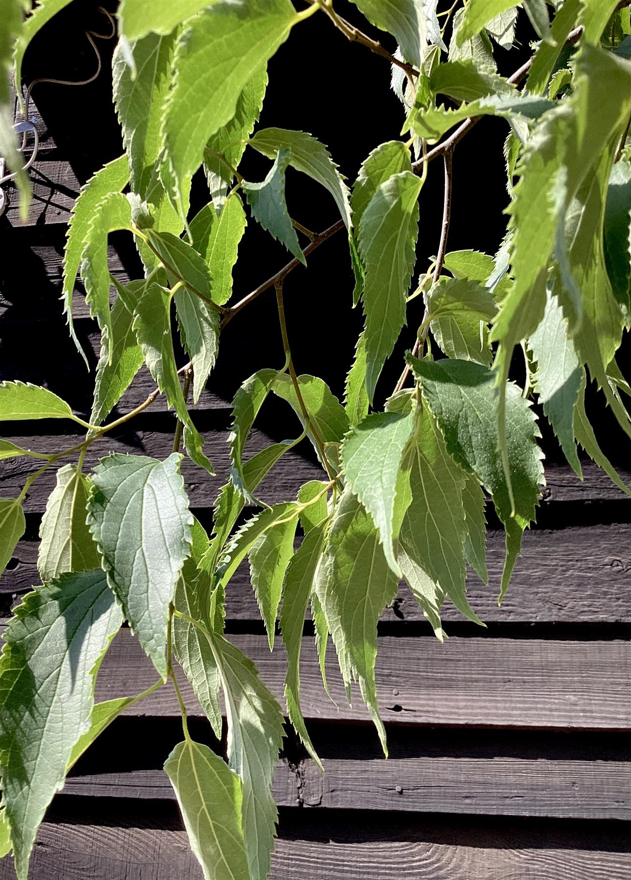 Celtis Australis | European hackberry - 550cm, 285lt – Arundel Arboretum