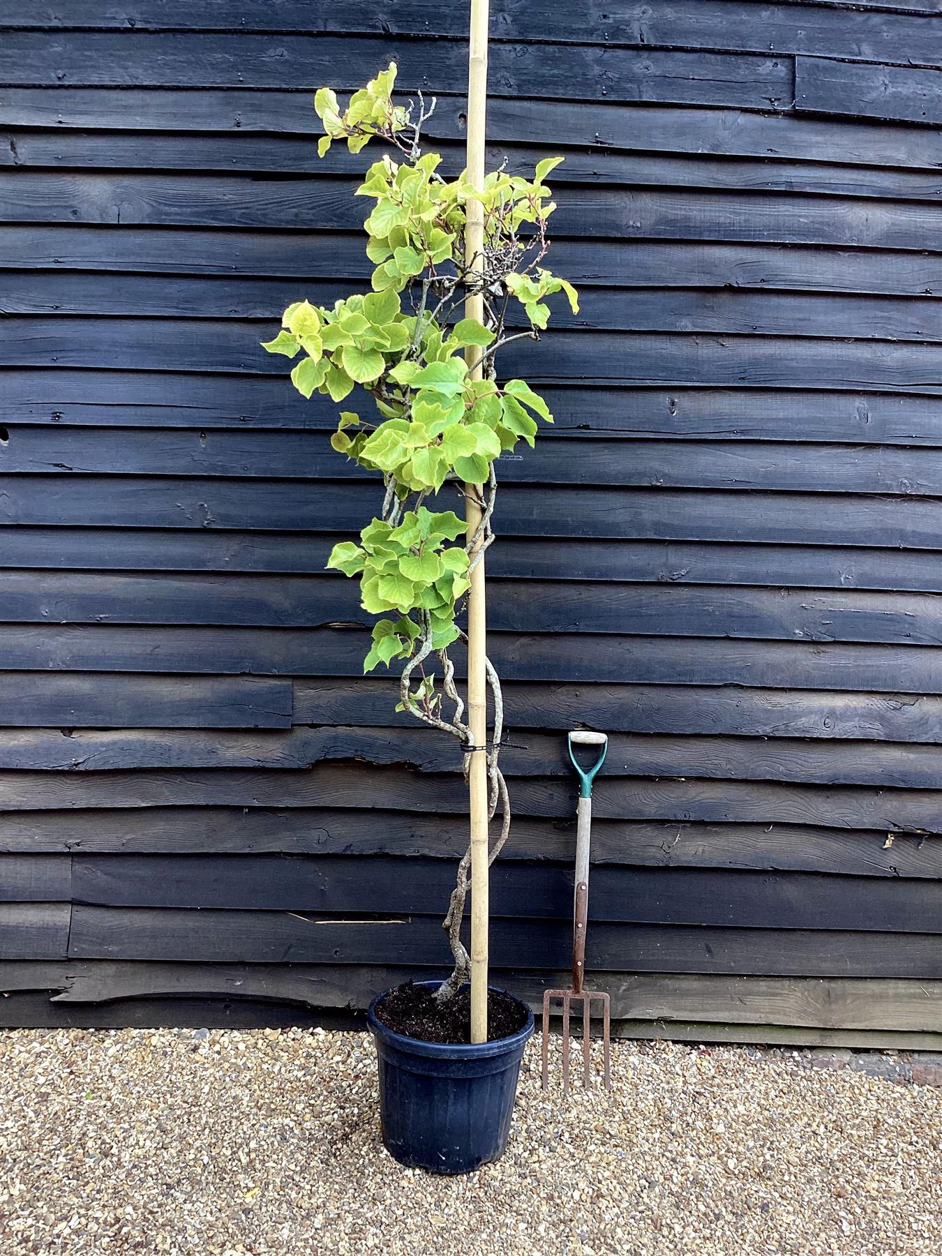 Actinidia deliciosa 'Jenny' - 210-220cm - 20lt – Arundel Arboretum
