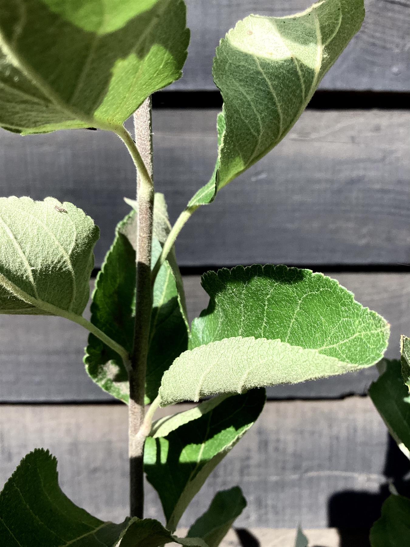 Apple tree 'Katy' | Malus domestica - MM106 - Semi-Dwarfing - 140-150c ...