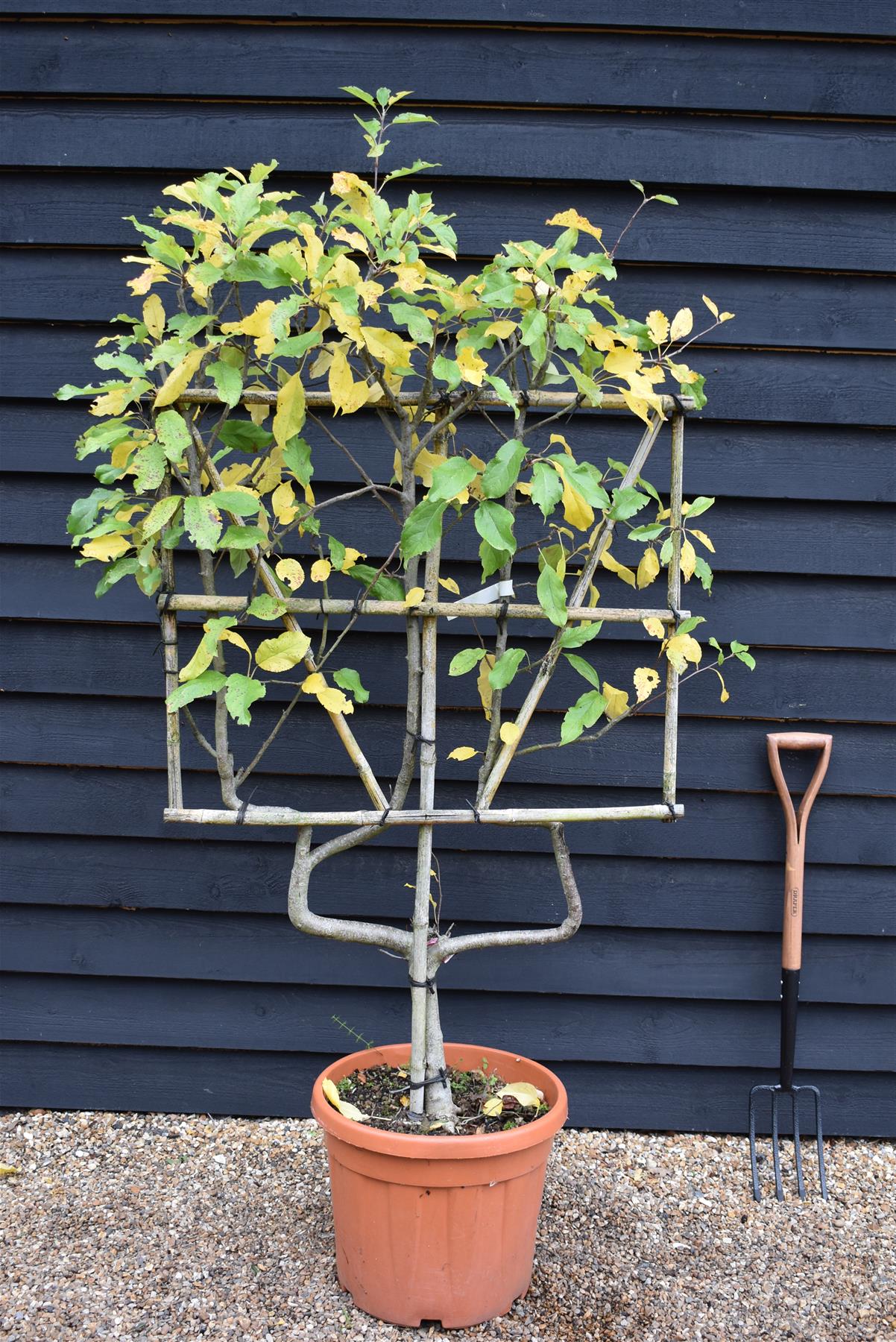Apple tree 'Gala' Espalier | Malus domestica - 120-150cm - 45lt ...