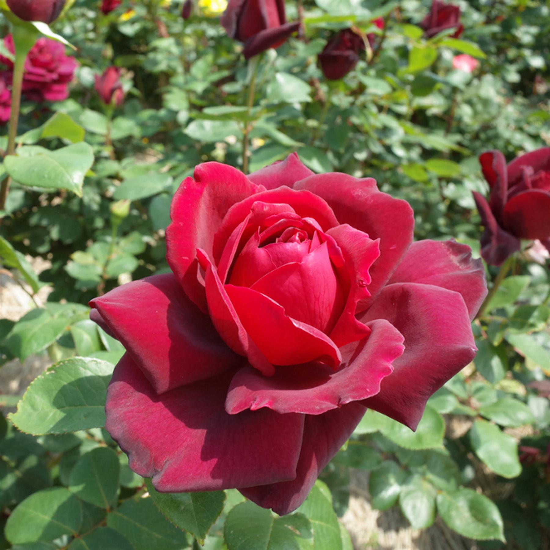 Rose - Dark Red - Stem 80cm - Height 110-120cm - 10lt – Arundel Arboretum