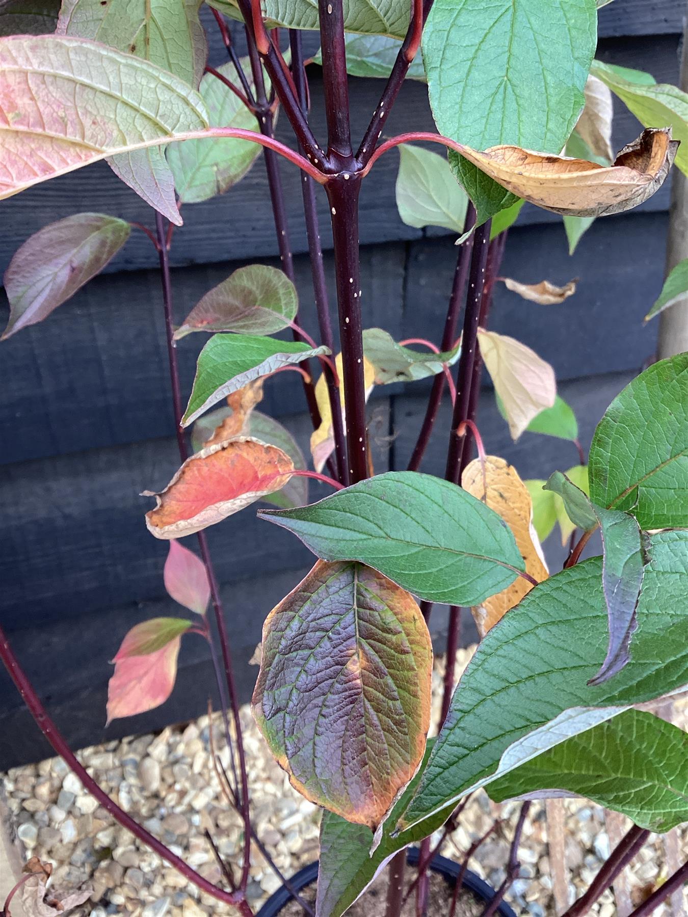 Cornus alba 'Kesselringii' | White dogwood 'Kesselringii' - Height - 1 ...