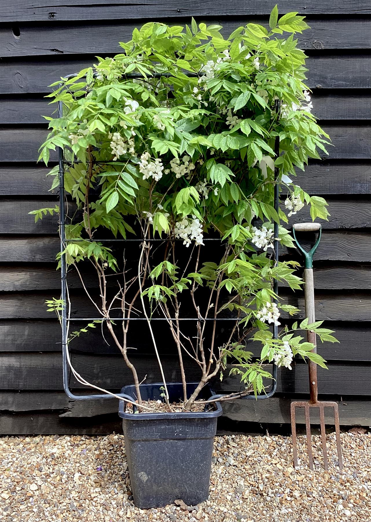 Wisteria | Chinese wisteria - Frame - 150-160cm, 30lt – Arundel Arboretum