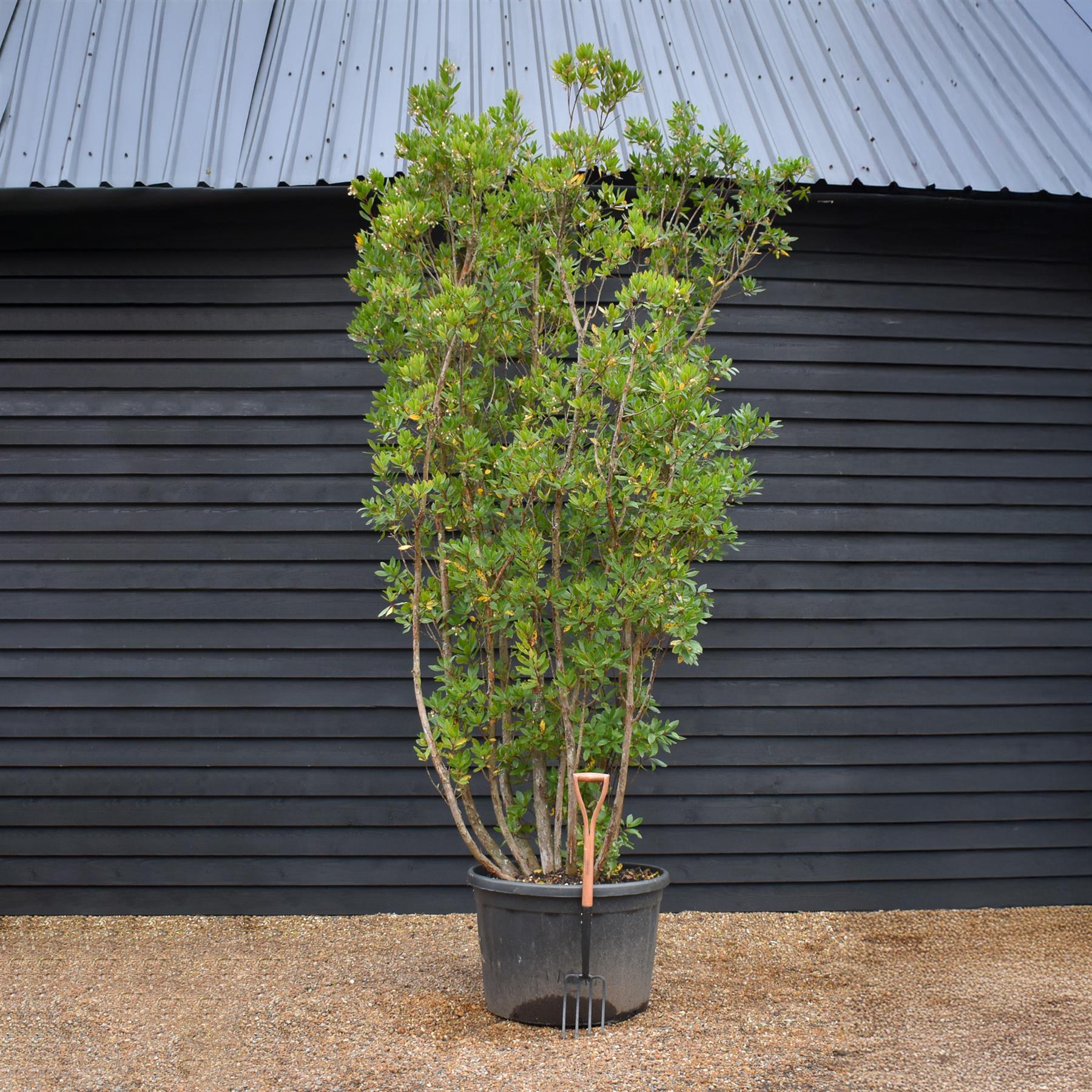 Arbutus Unedo | Strawberry Tree - Multistem - Height 330-350cm - 230lt ...