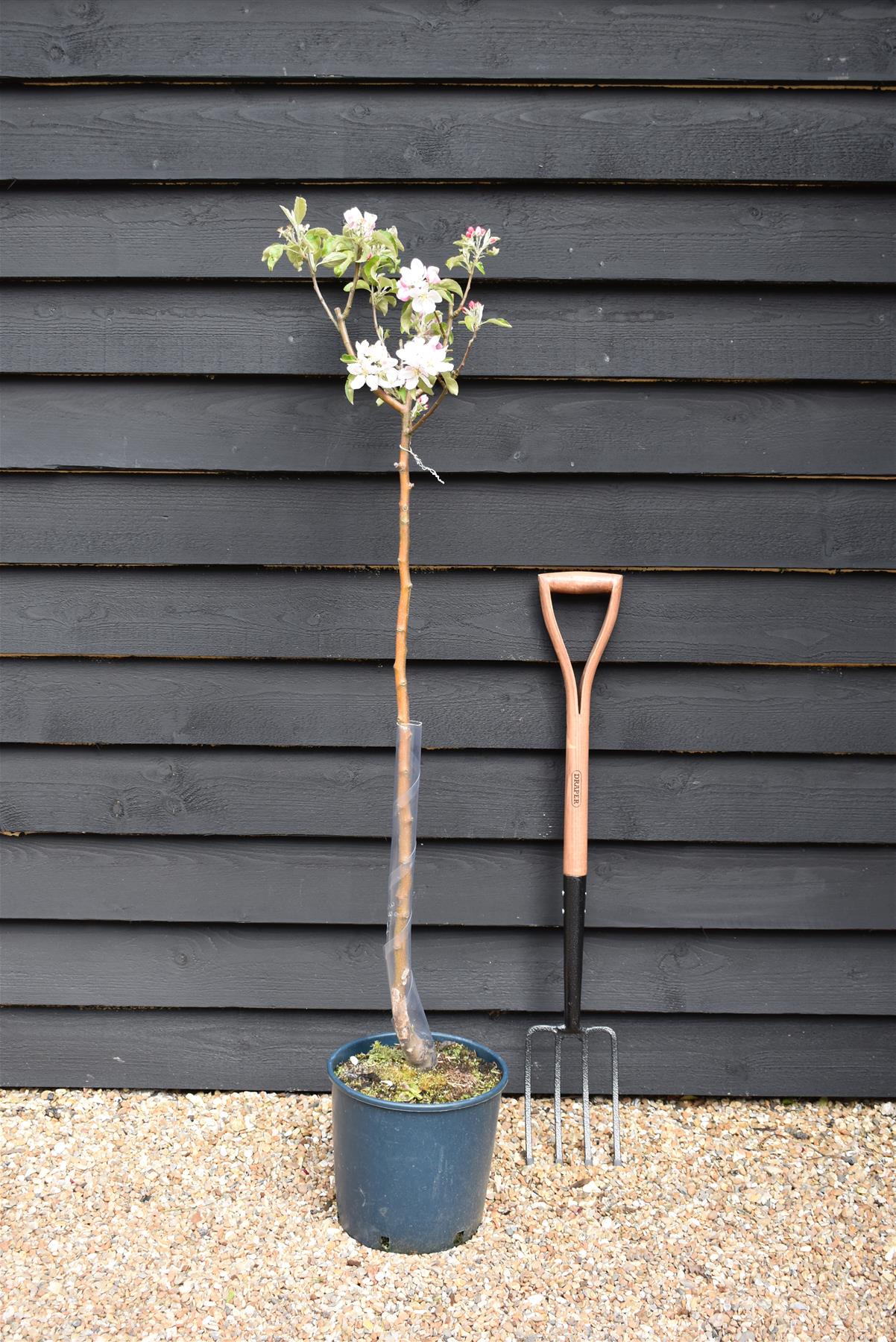 How to Prune a Young Apple Tree? – Arundel Arboretum
