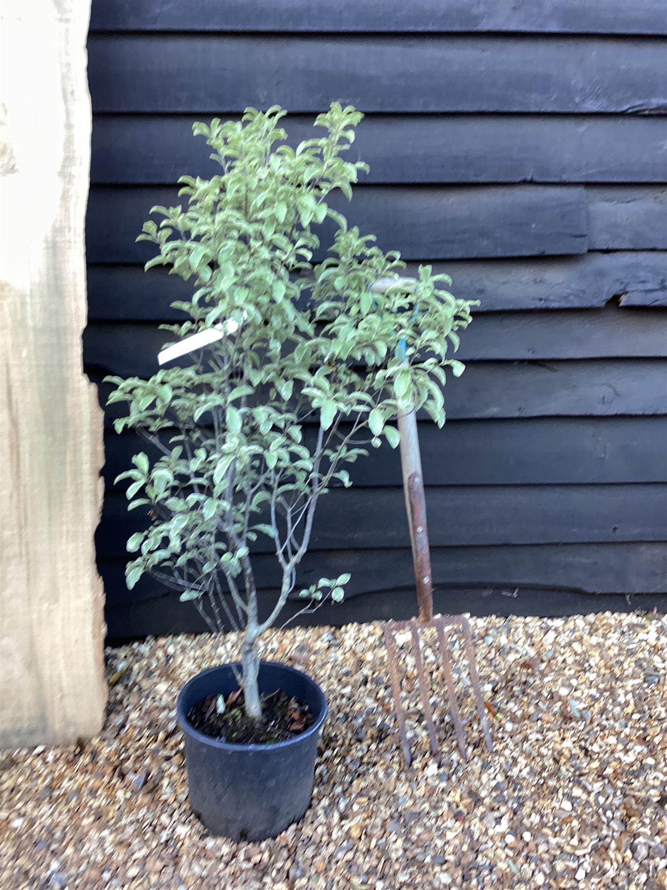 Pittosporum Silver Queen - 100-120cm, 10lt – Arundel Arboretum