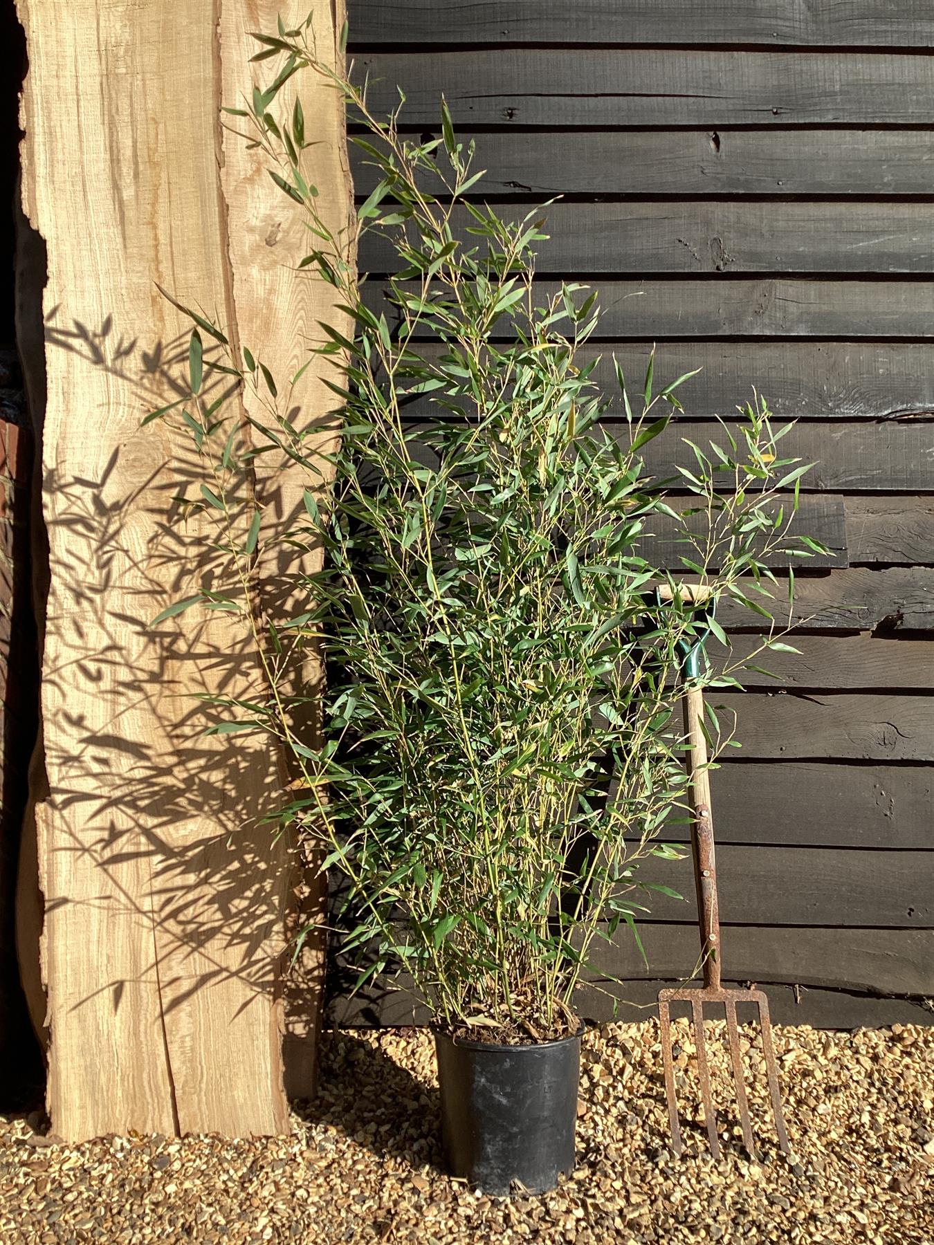 Phyllostachys bissetii | Bisset's Bamboo - 170-180cm, 10lt – Arundel ...