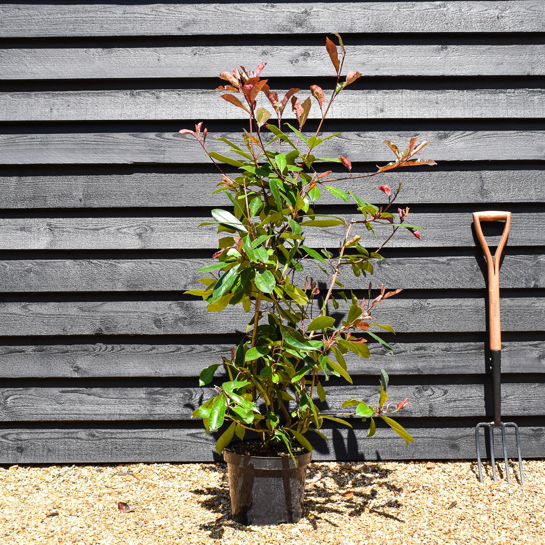 Photinia x fraseri 'Red Robin' - Bush - Height 100-150cm - 10lt ...