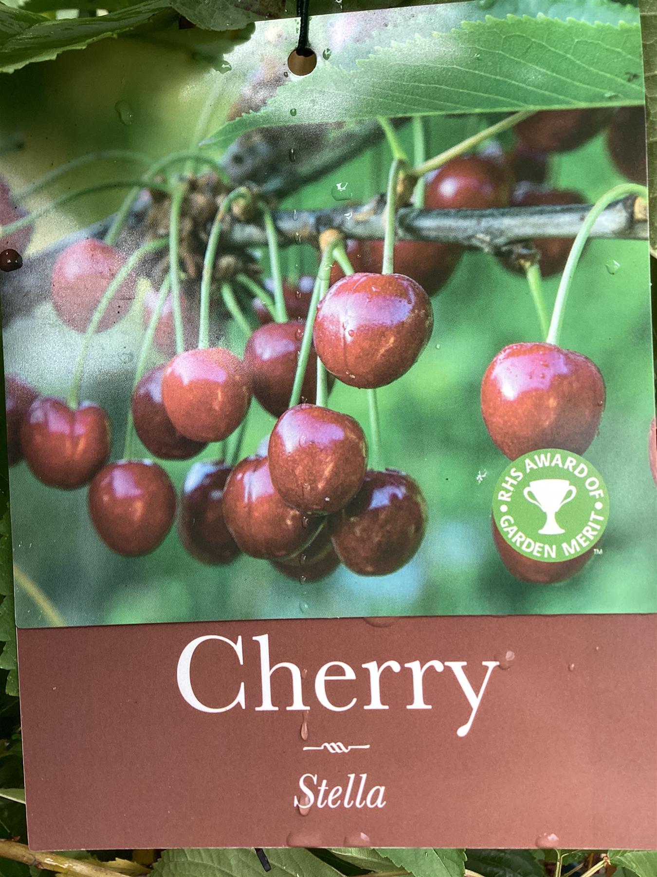 Cherry 'Stella' on Gisela | Prunus avium - Dwarfing - 140-150cm - 12lt ...