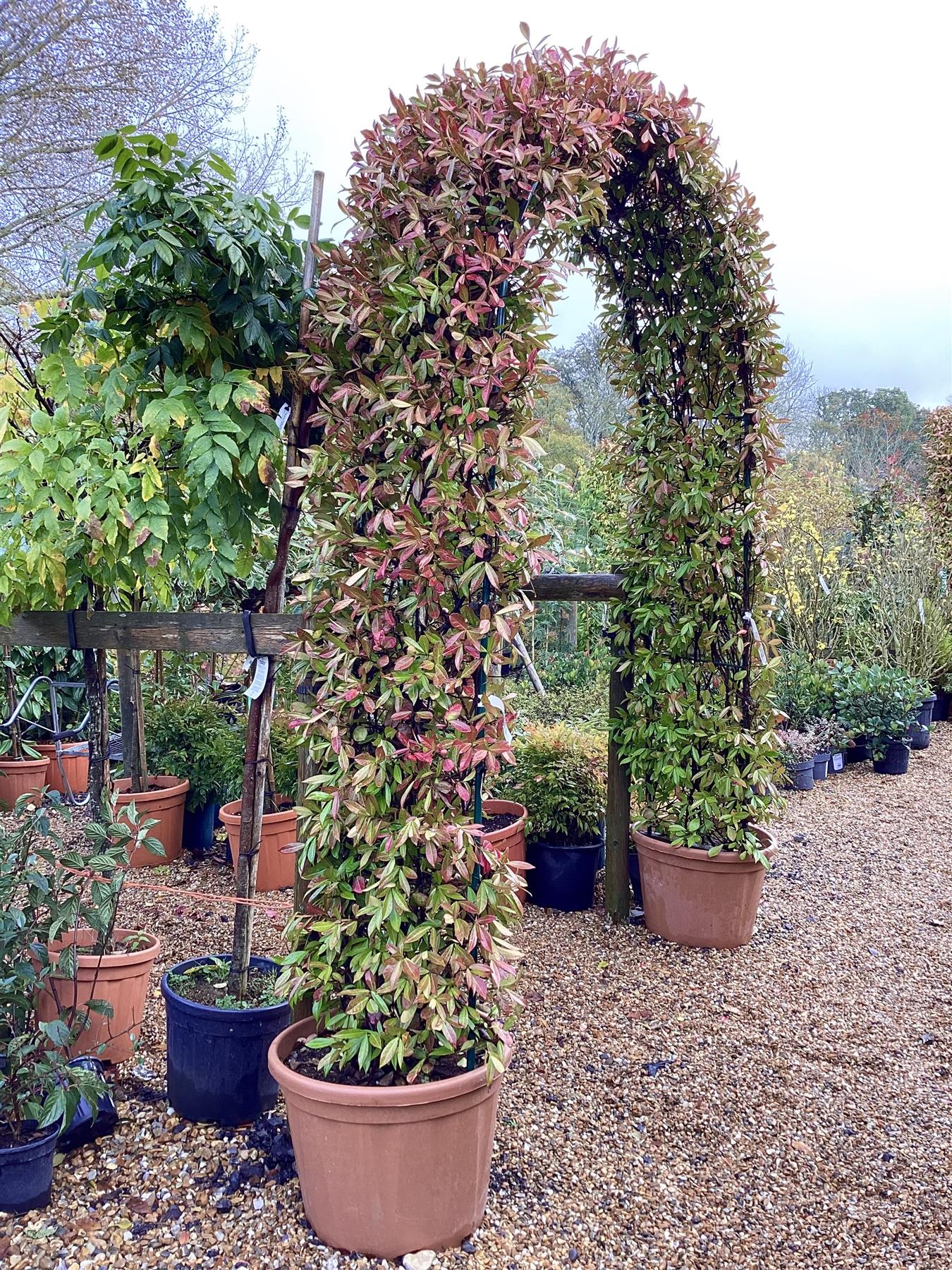 Trachelospermum jasminoides | Chinese Jasmine - Arch - 270cm, 55lt ...