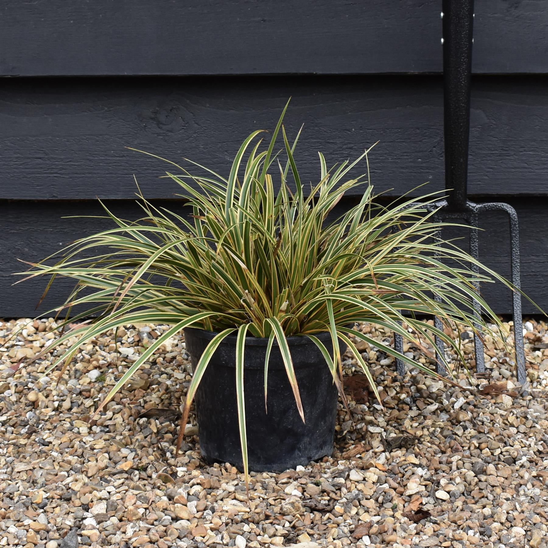 Japanese sedge | Carex Morrowii 'Evergold' - Height 30-40cm Width 30-4 ...