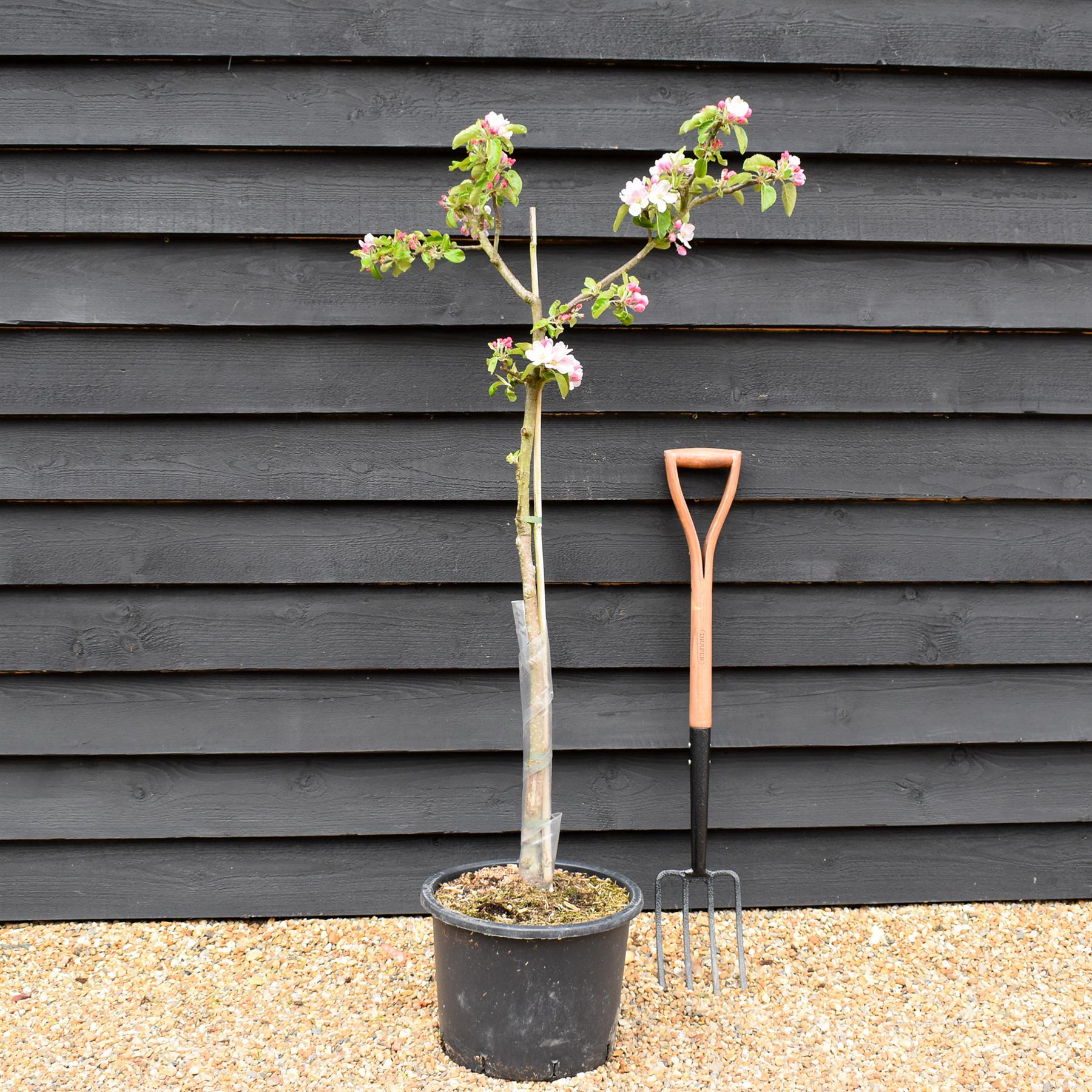 Apple tree 'Fiesta' | Malus domestica - MM106 - Semi-Dwarfing - Height ...