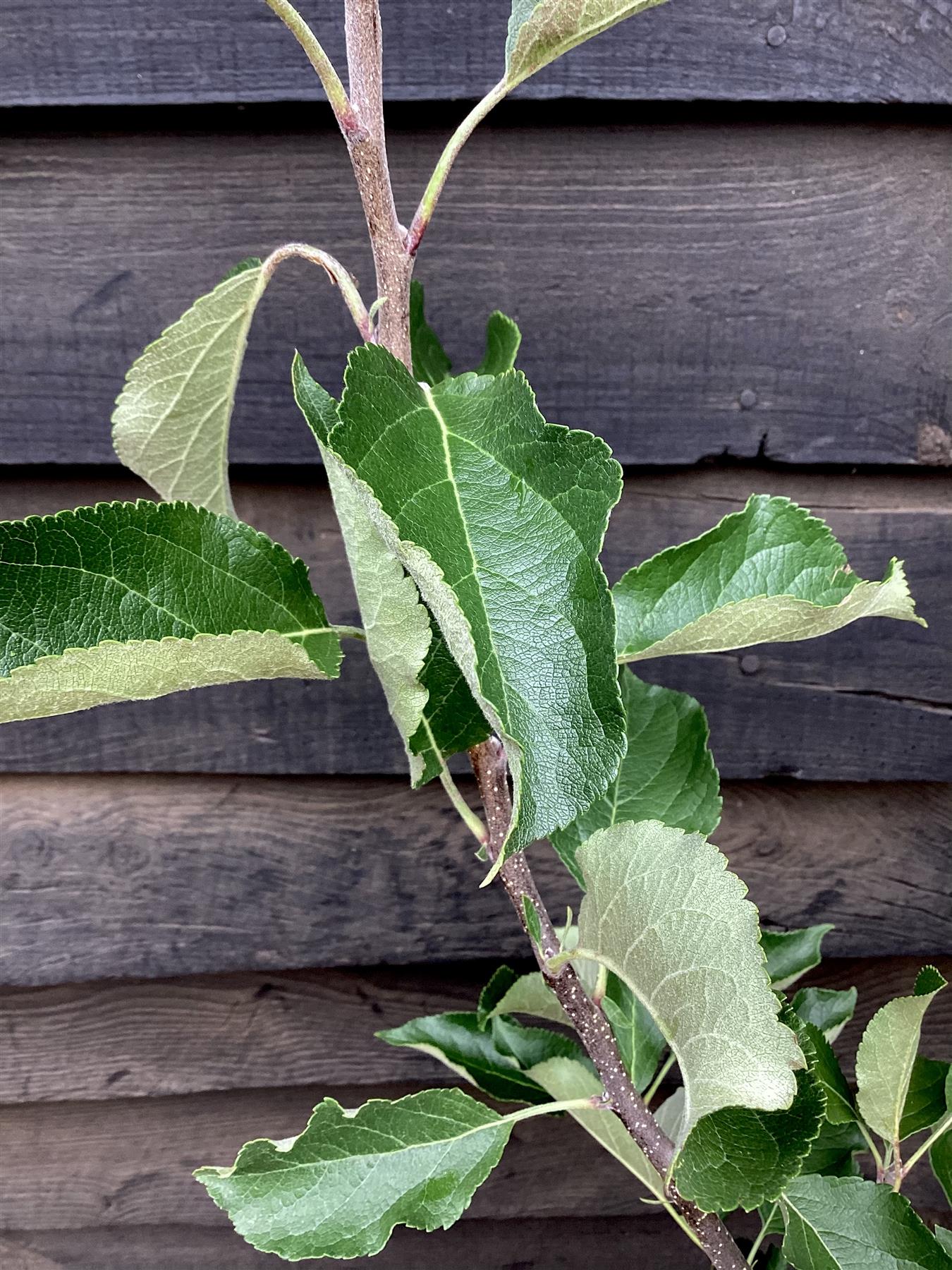 Apple tree 'Red Falstaff' | Malus domestica - M26 - Dwarfing - 140-150 ...