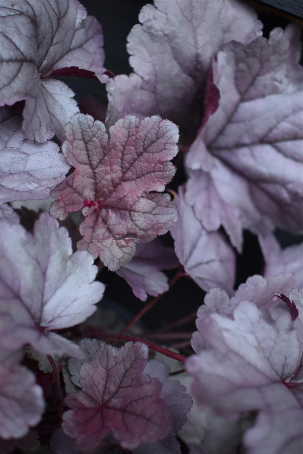 Heuchera 'Silver Gumdrop' | Alum Root | Coral Bells - 20-30cm, 3lt ...