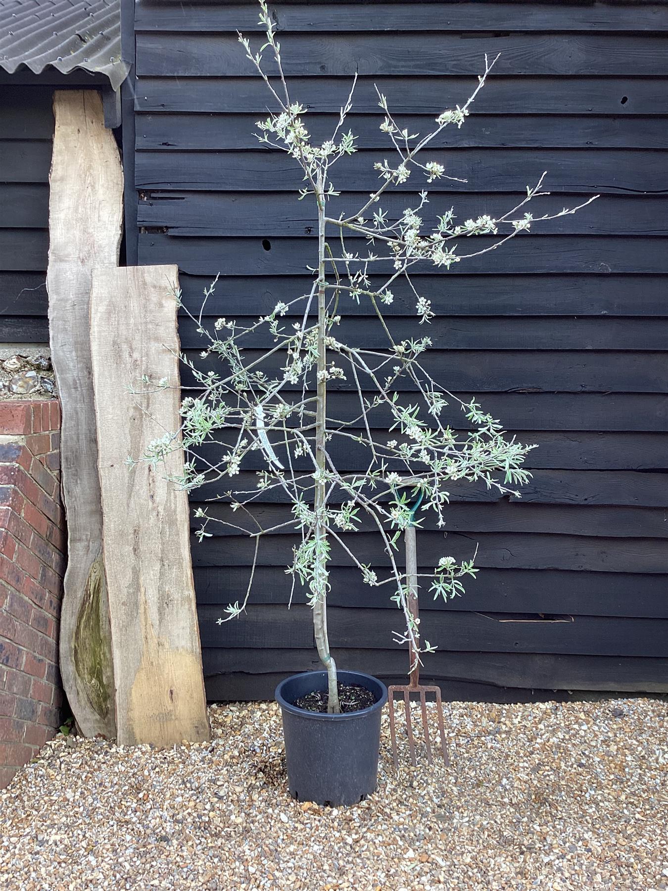 Pyrus salicifolia 'Pendula' | Weeping Silver Pear - 220-240cm, 20lt ...