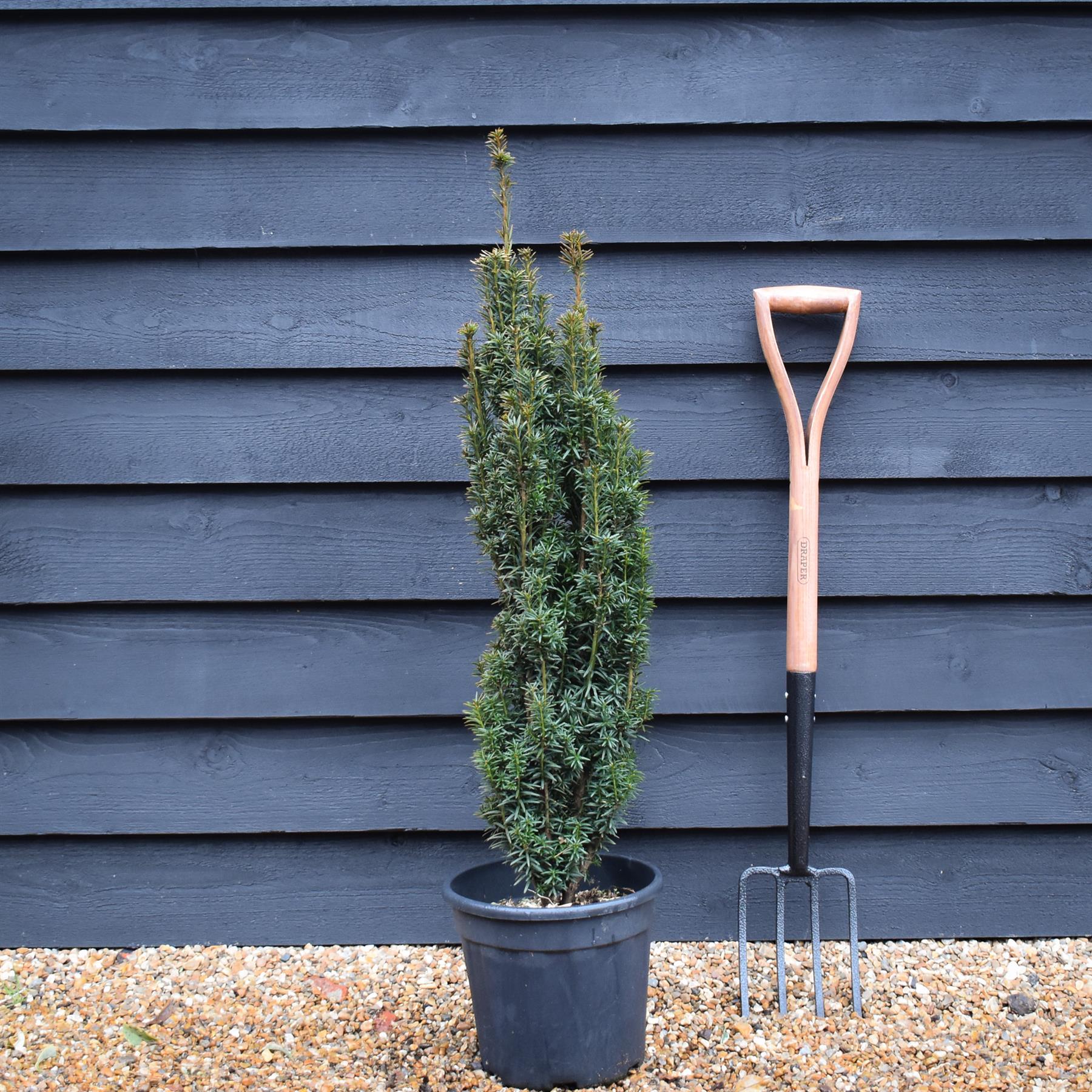 Yew Upright | Taxus baccata Fastigiata - Height 80-100cm - 9lt ...
