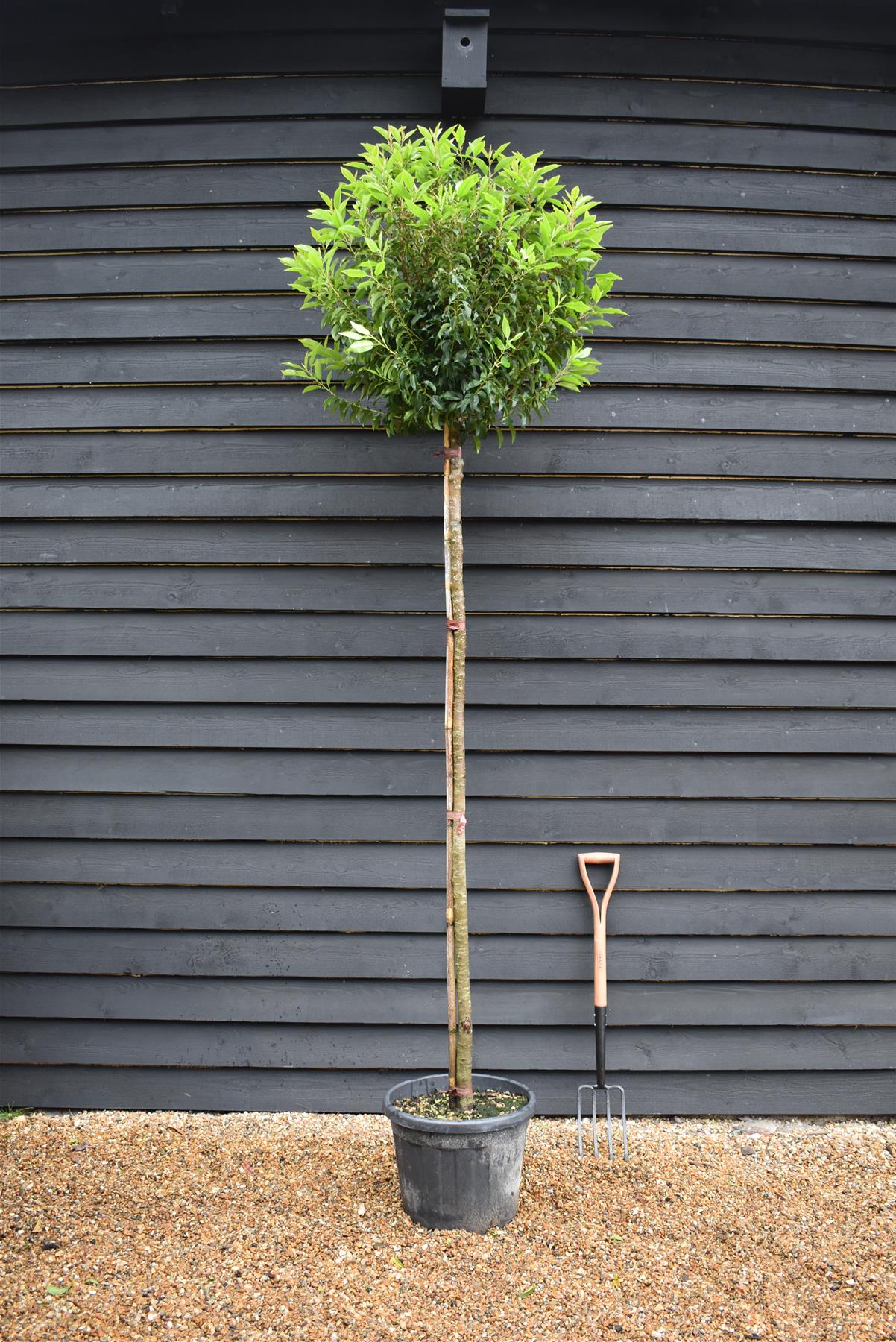 Portuguese Laurel Tree | Prunus Lusitanica - Clear Stem - Height 240-2 ...
