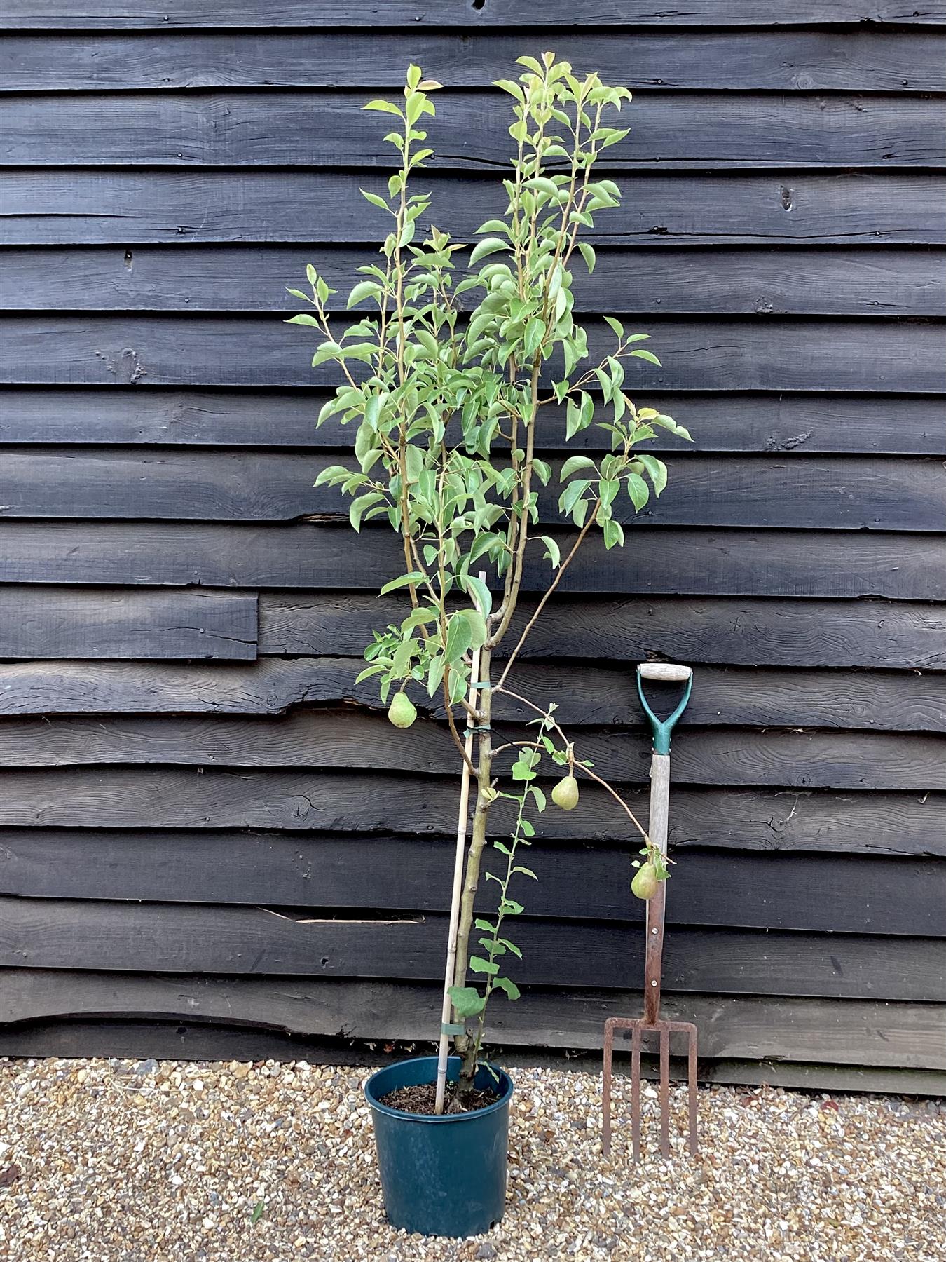 Pear tree 'Williams' Bon Chretien' | Pyrus communis - 150-160cm - 10lt ...